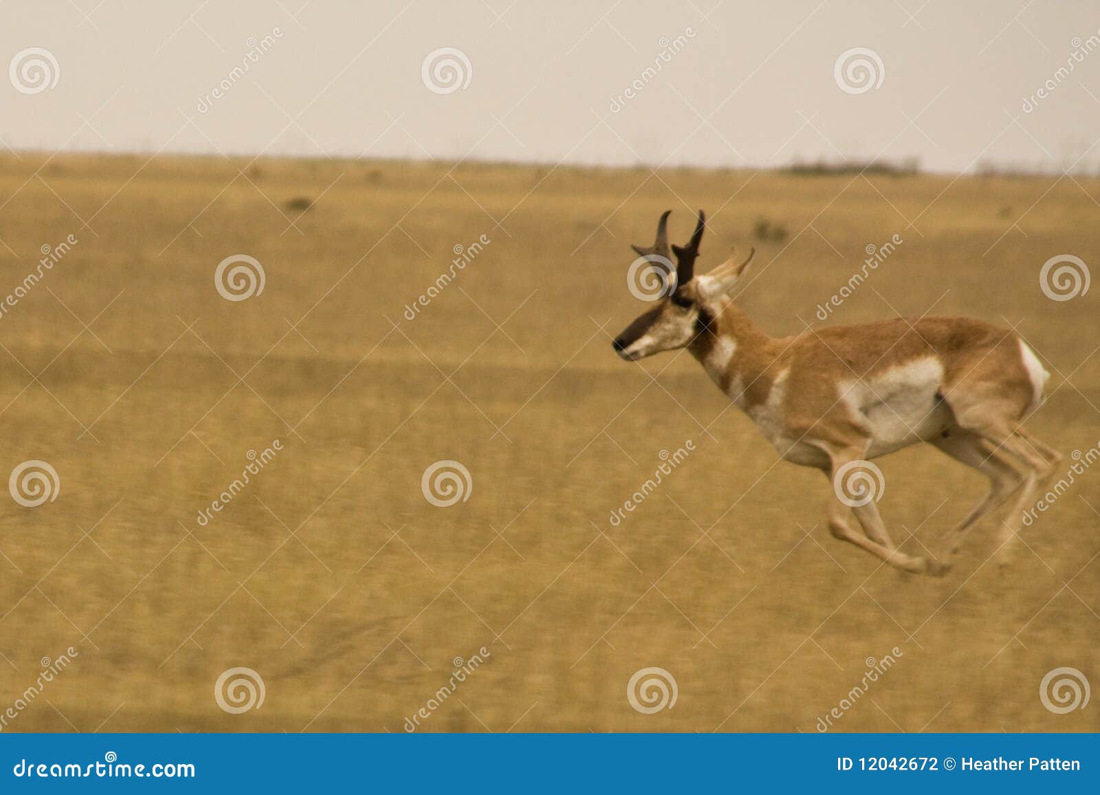 Running Antelope stock photo. Image of running, antelope - 12042672