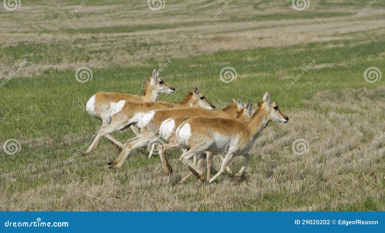 Running Antelope stock photo. Image of grass, mammal - 29020202