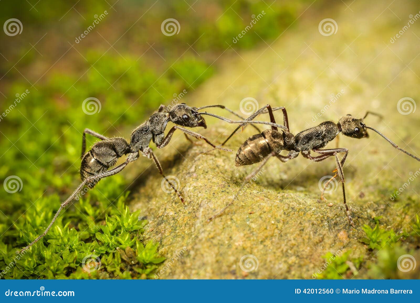 Running ants stock photo. Image of arthropods, diacamma - 42012560