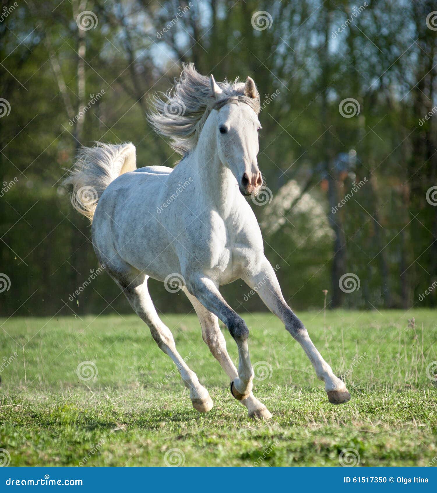 Running arab horse stock photo. Image of filly, mammal - 61517350