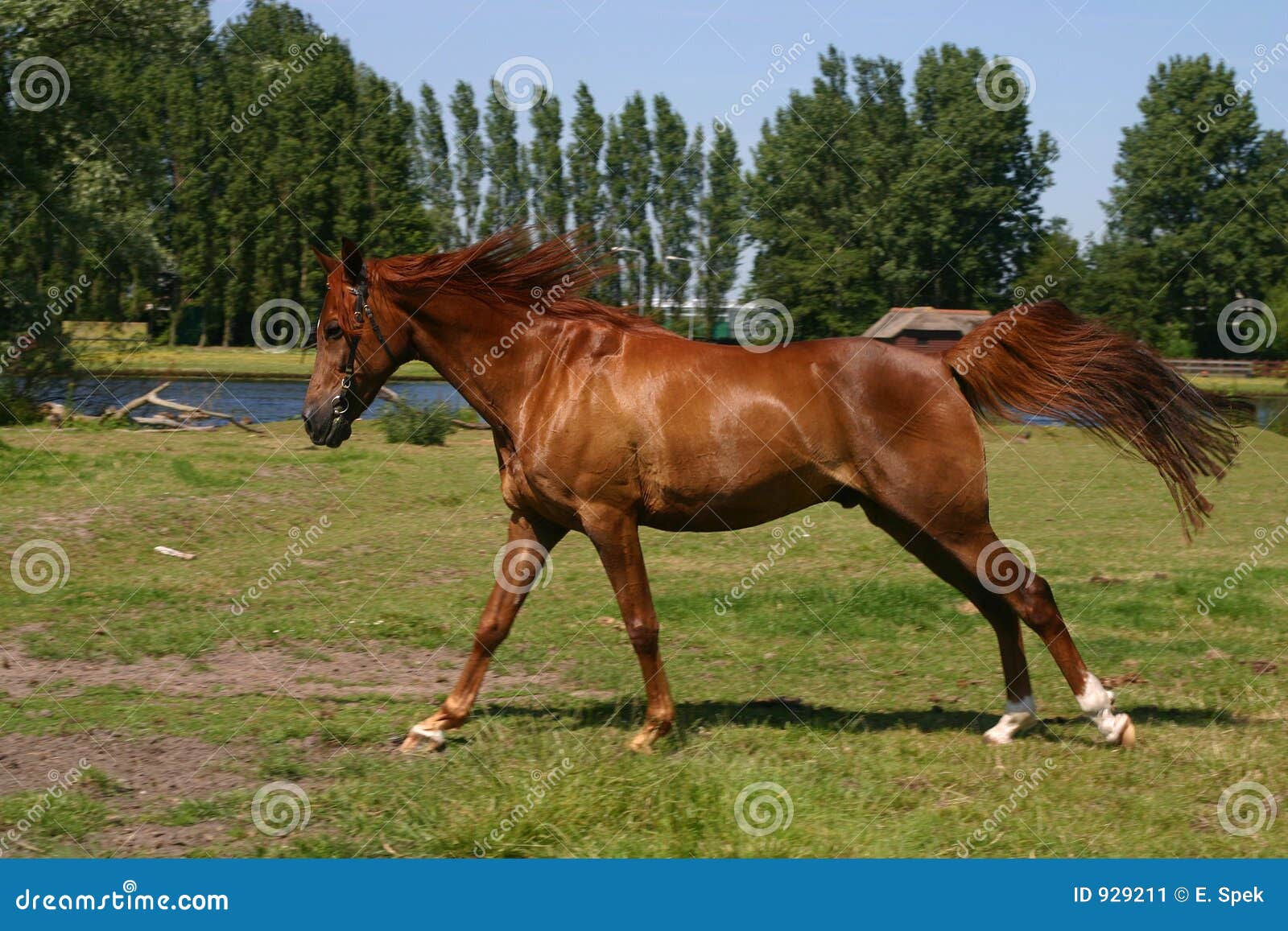 Running arabian horse stock image. Image of chestnut, movement - 929211