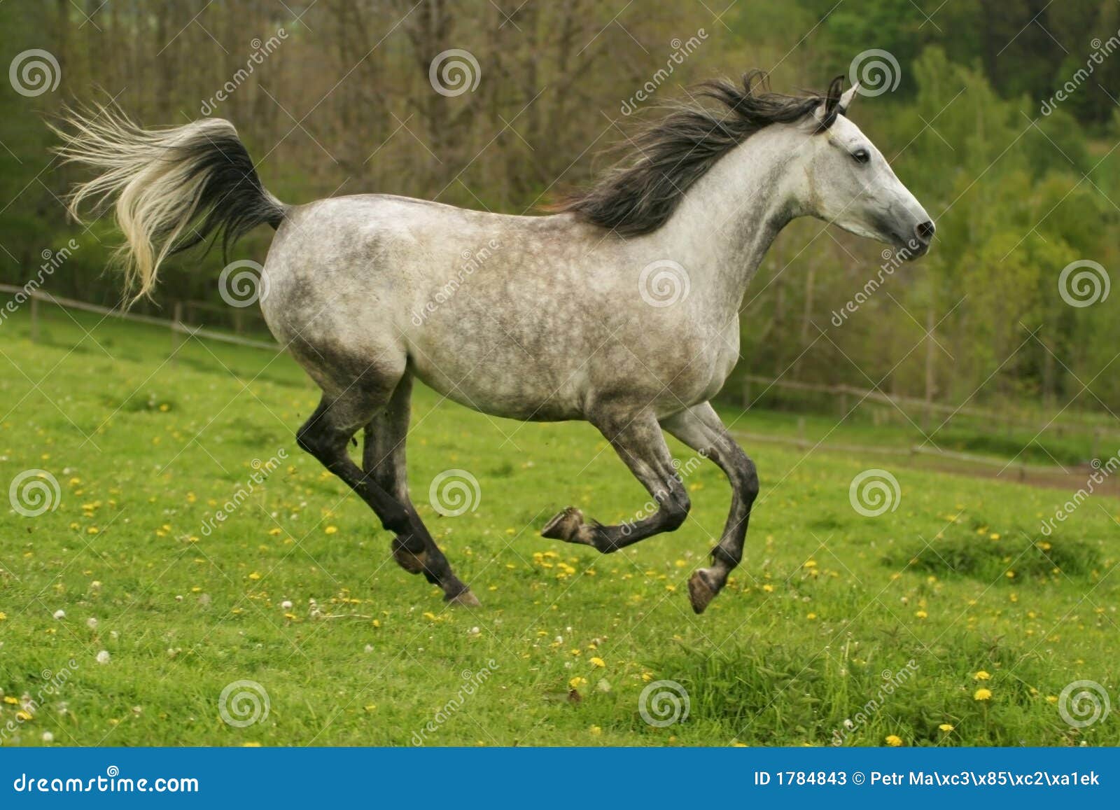 Running Arabian Horse, Shagya Arab Stock Image - Image of equus, farm ...