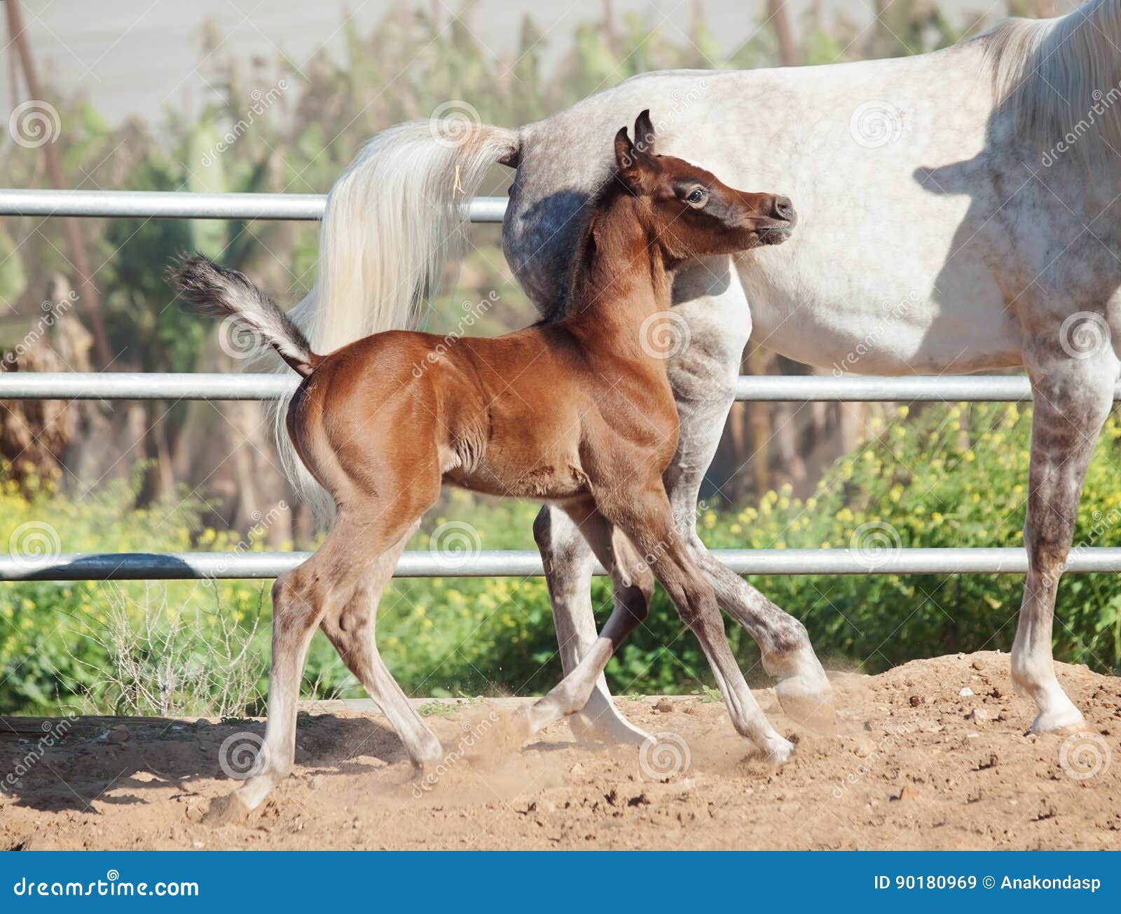 Running Arabian Little Foal with Mom Stock Image - Image of outside ...