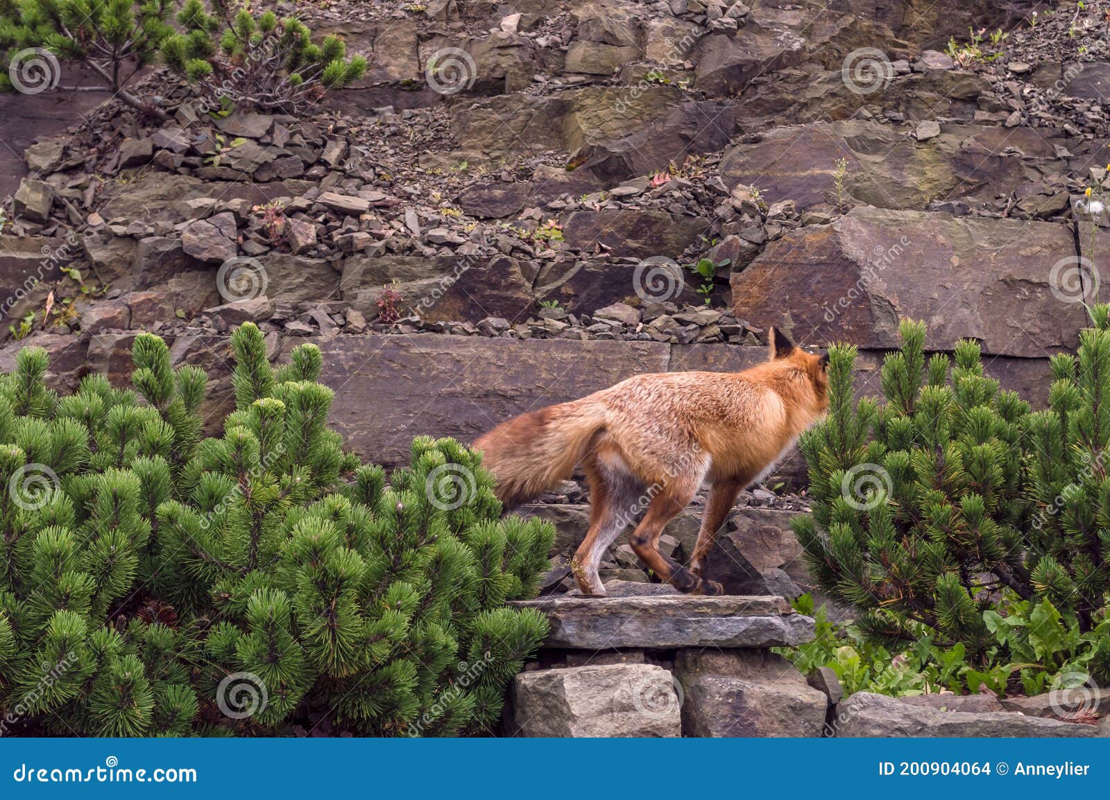 Running away fox stock photo. Image of carnivore, furry - 200904064