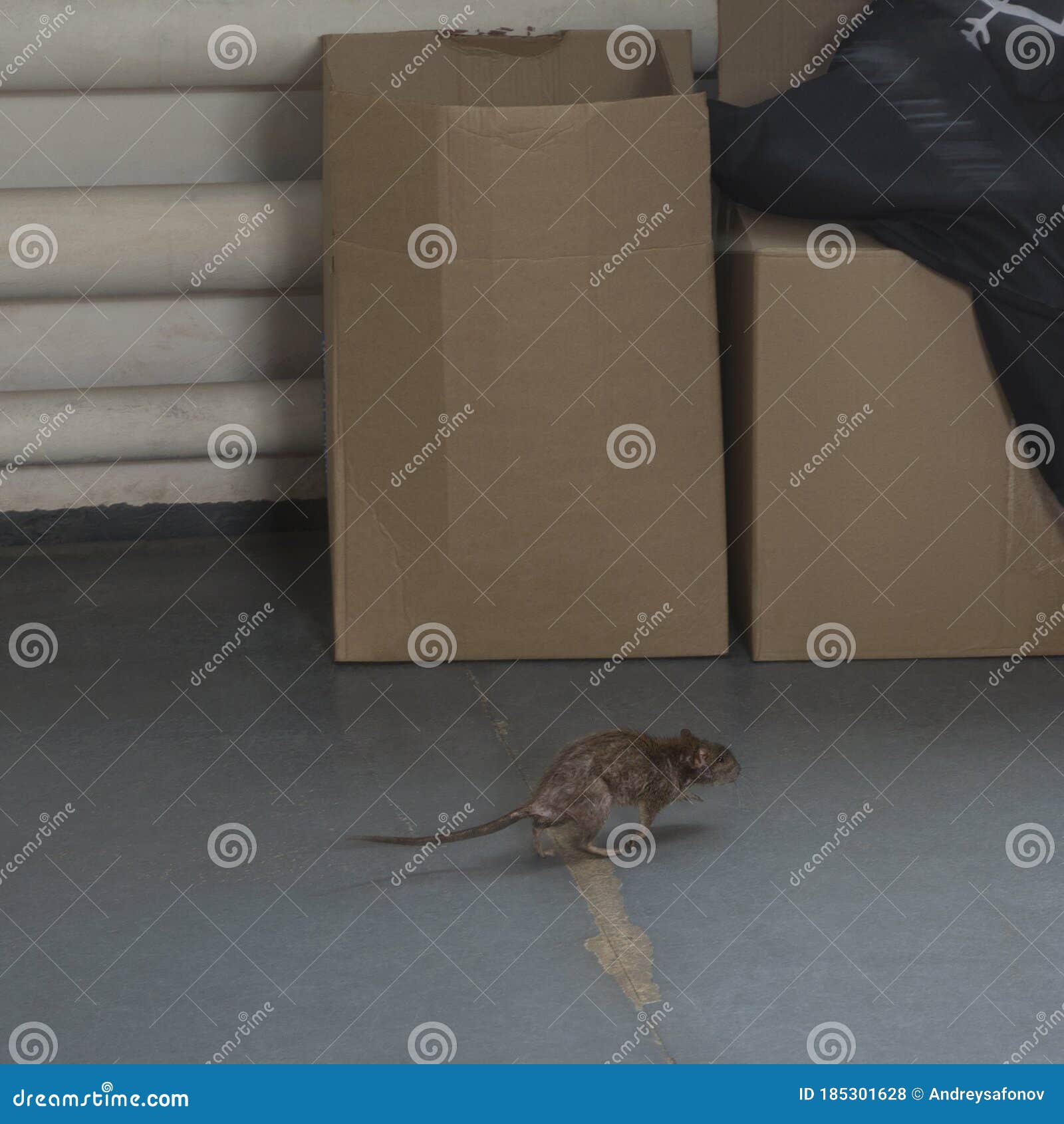 Running Away Gray Rat. Baiting Rodents Stock Photo - Image of food ...