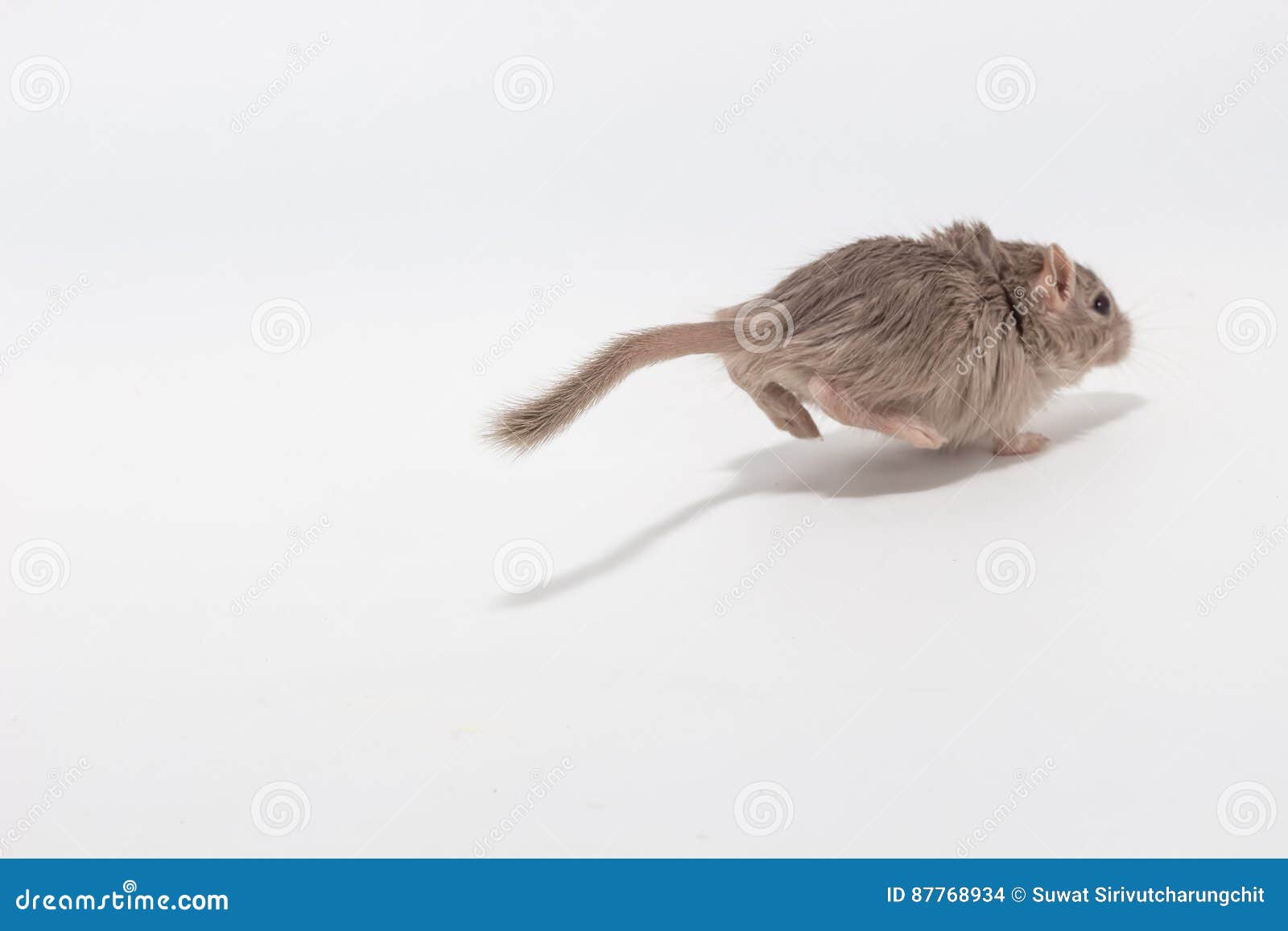 Running Away Out of Focus Mongolian Gerbil Stock Photo - Image of brown ...