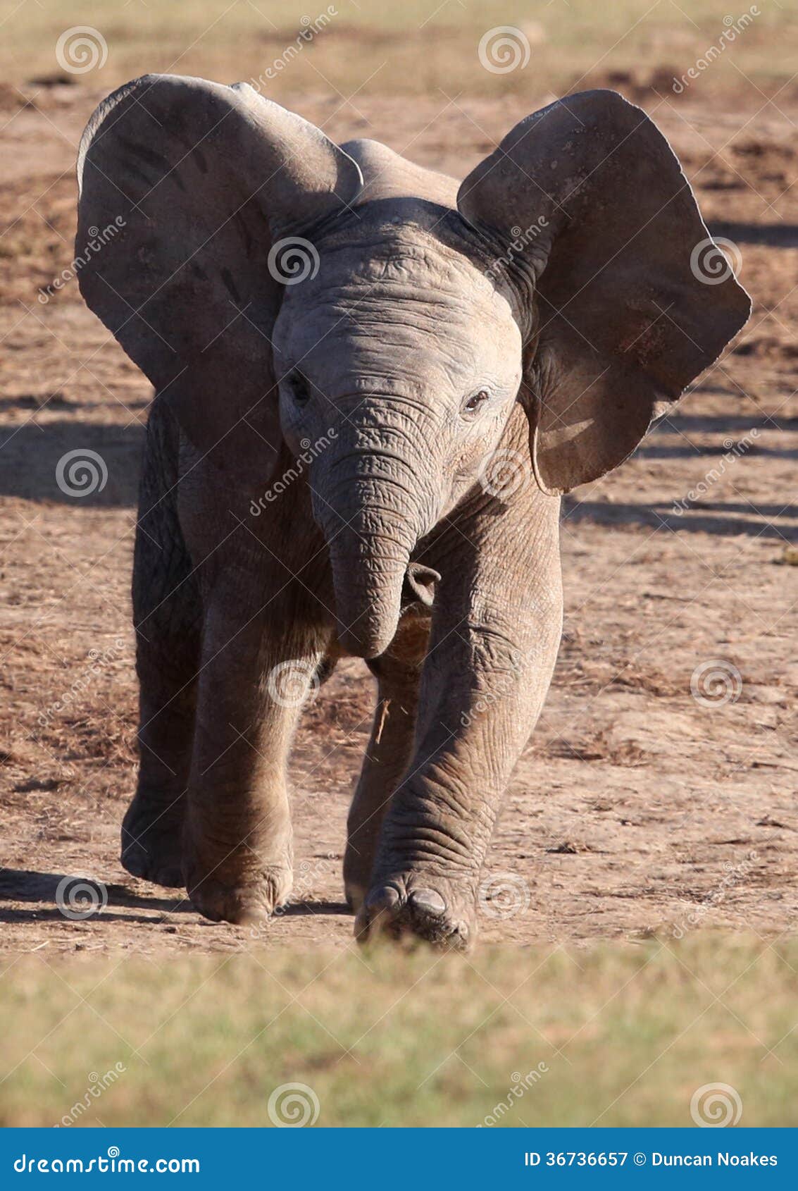 Running Baby Elephant stock image. Image of mammal, brown - 36736657