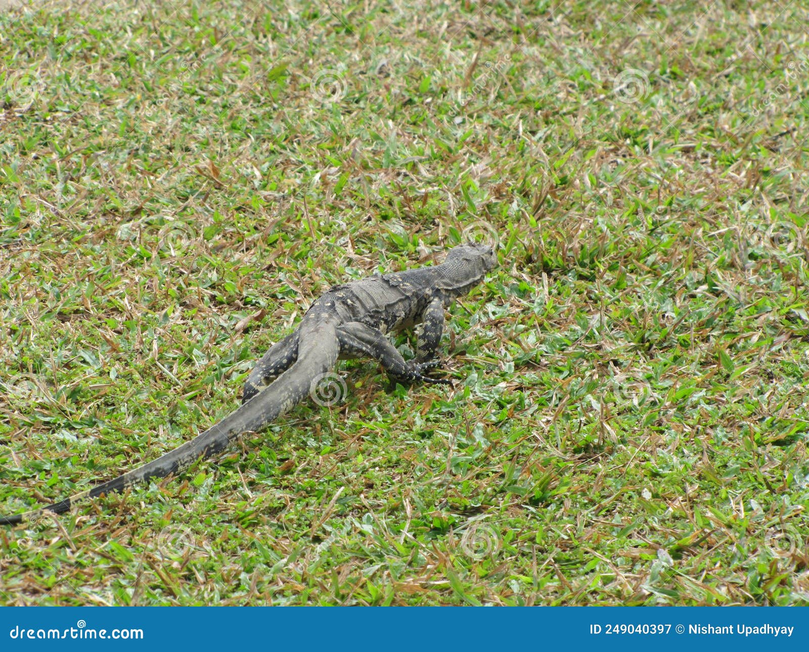 Running Baby Iguana on the Grass with Back View Stock Image - Image of ...