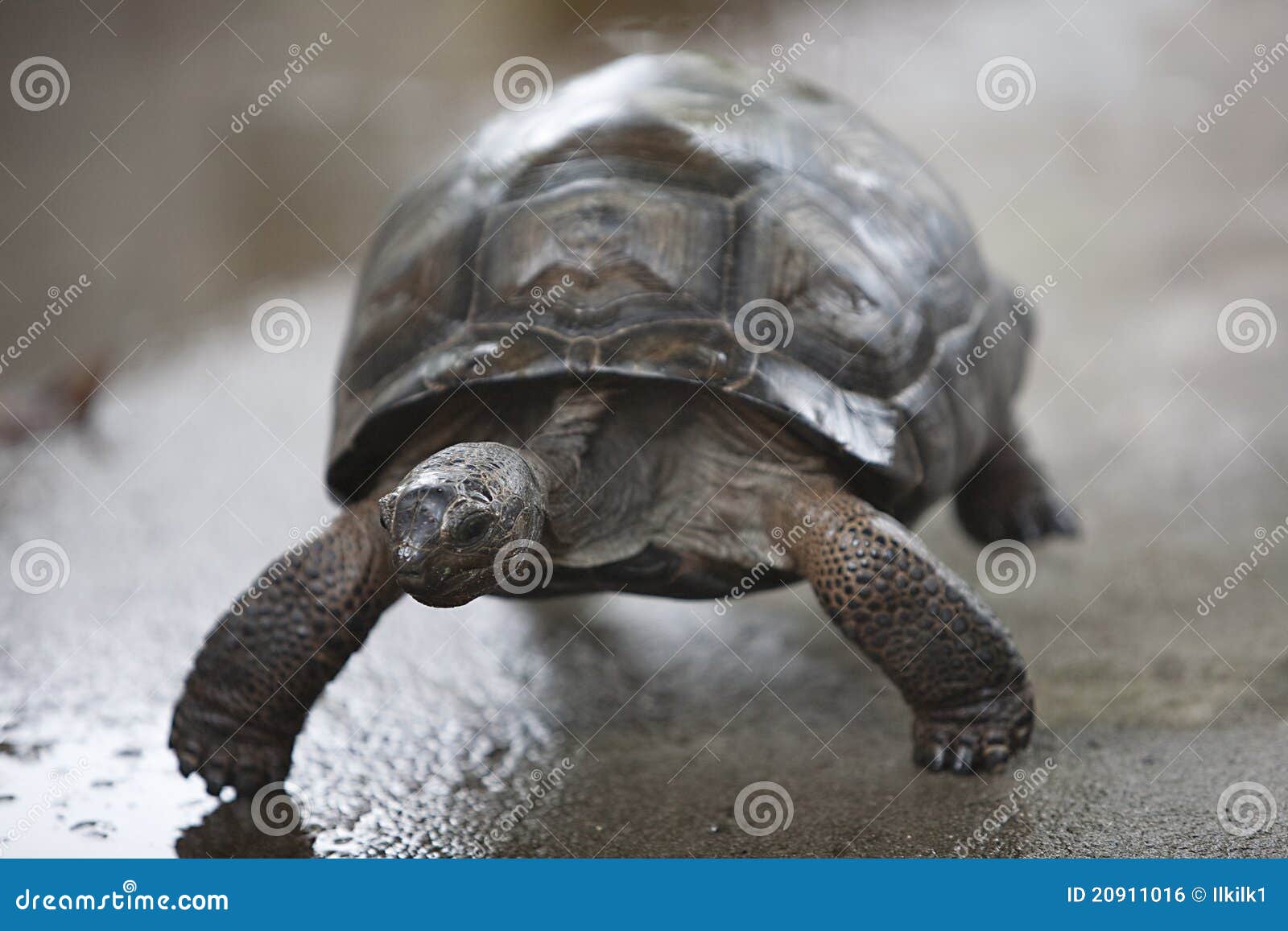Running baby turtle stock photo. Image of brown, look - 20911016