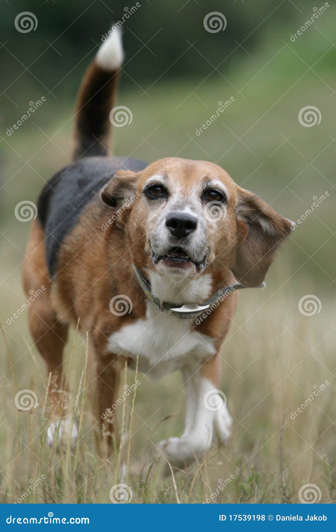 Running Beagle dog stock photo. Image of meadow, move - 17539198