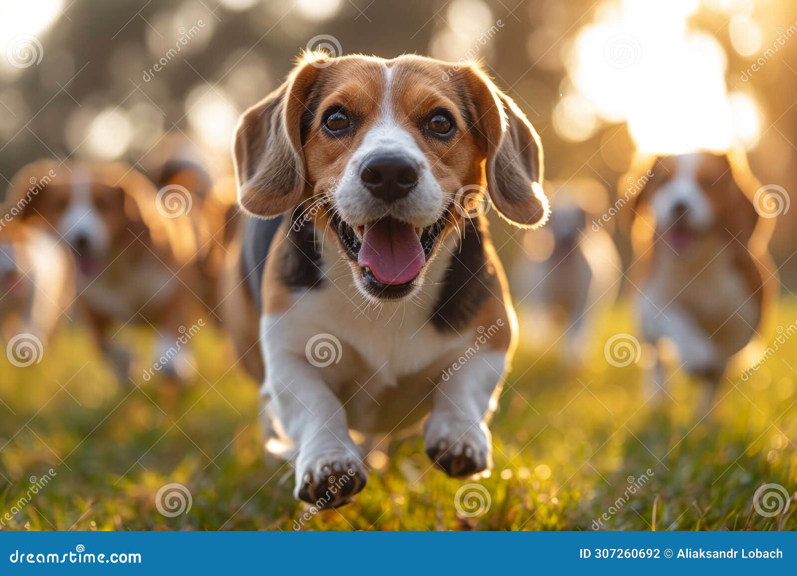 Running Beagle Dogs Run on the Green Grass in Summer Stock Photo ...