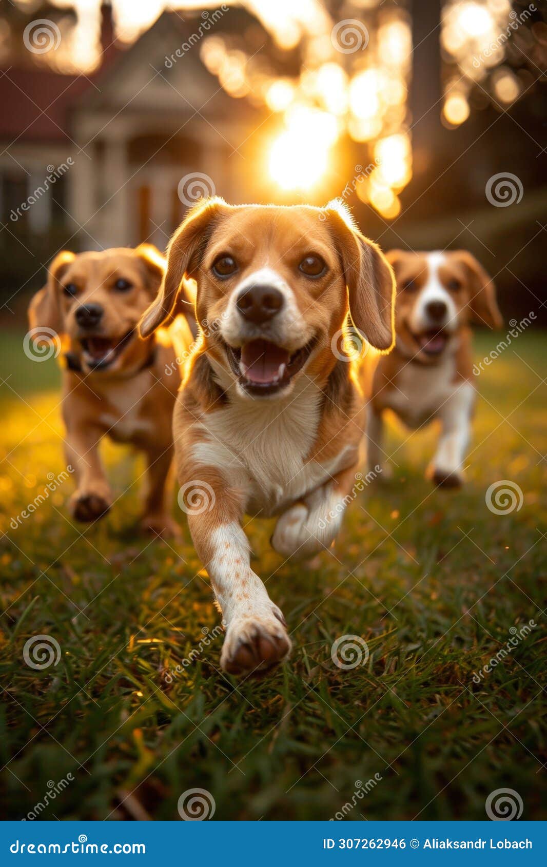 Running Beagle Dogs Run on the Green Grass in Summer Stock Photo ...