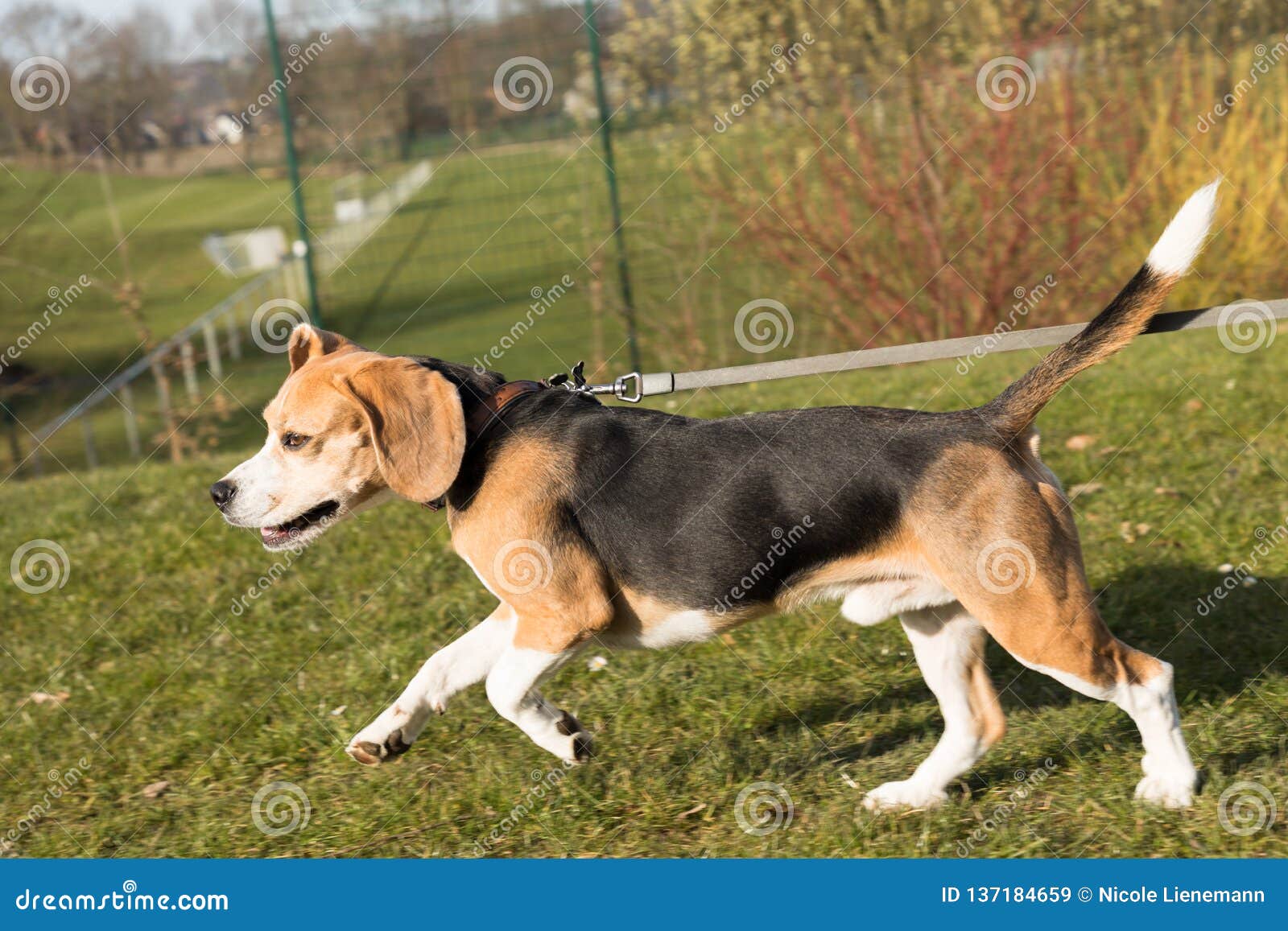 Running beagle in a garden stock image. Image of dogs - 137184659