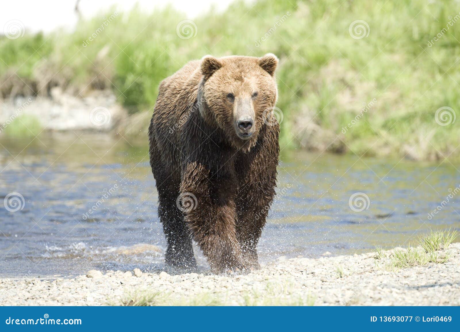 Running Bear stock image. Image of profile, alaska, adventure - 13693077