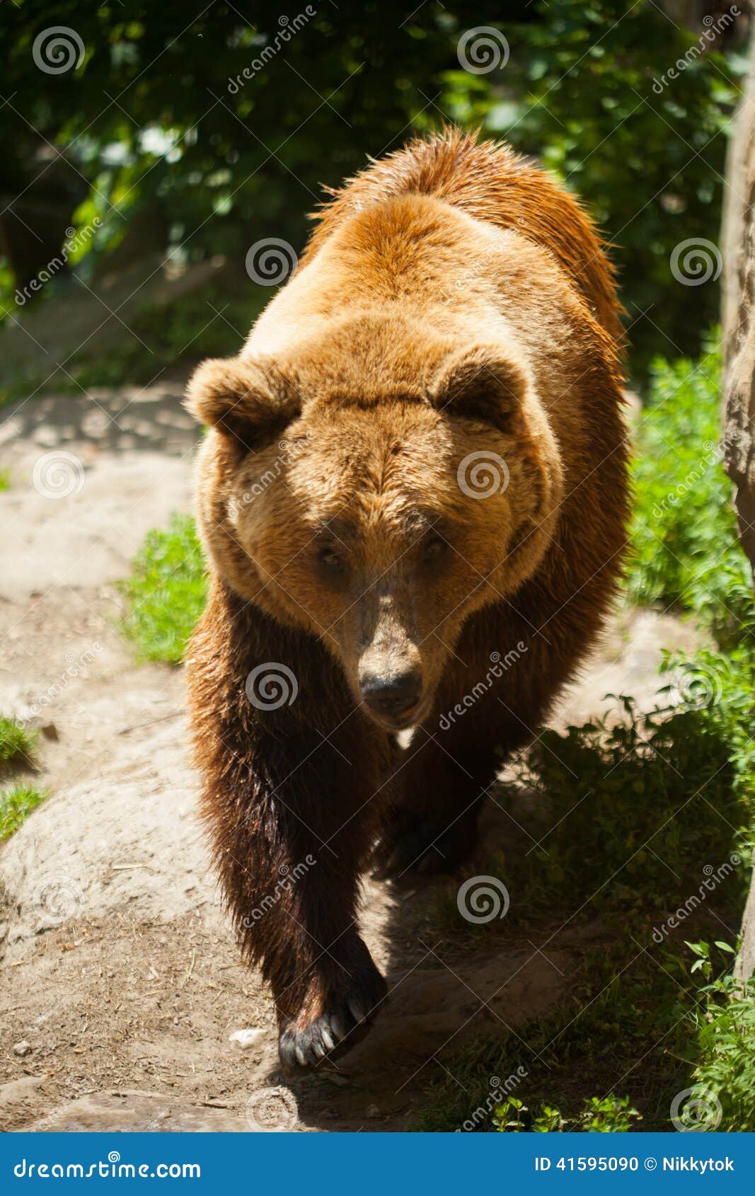 Running bear stock photo. Image of nature, predator, bear - 41595090
