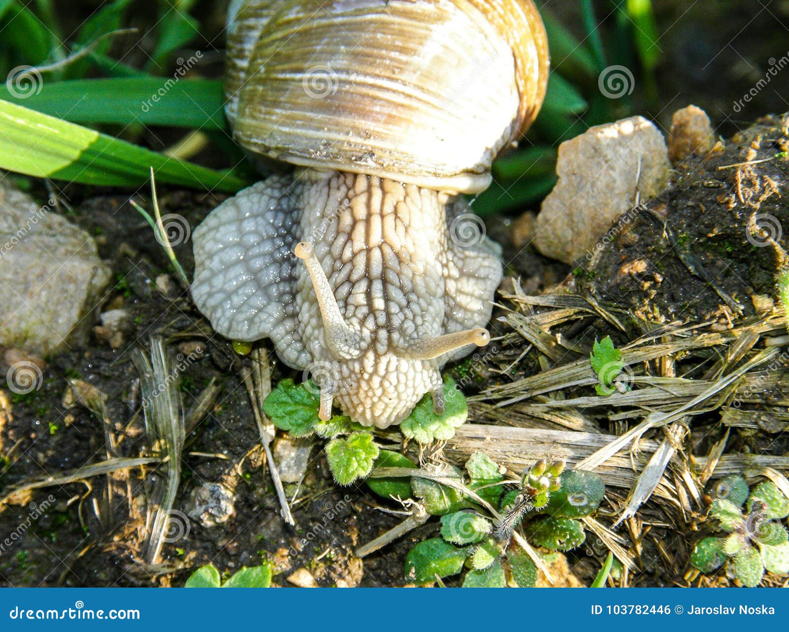 Running big snail stock photo. Image of metaphor, active - 103782446