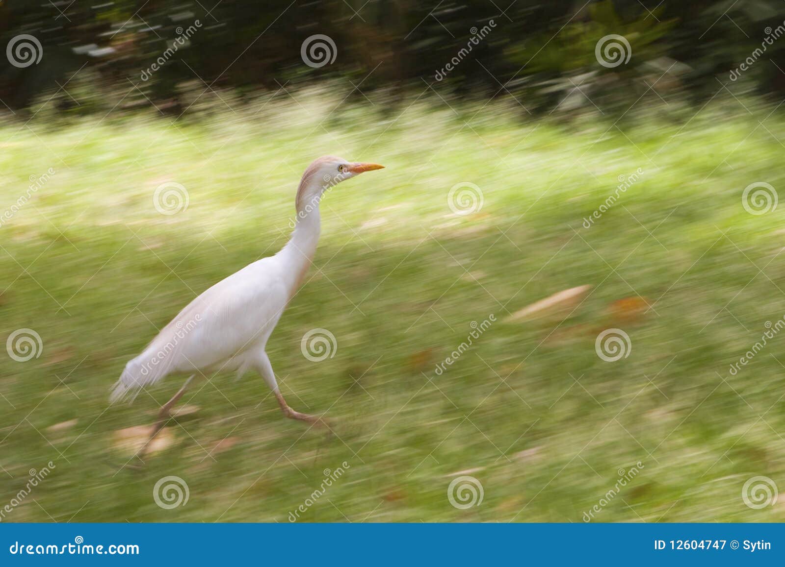 Running bird stock image. Image of step, summer, hasten - 12604747
