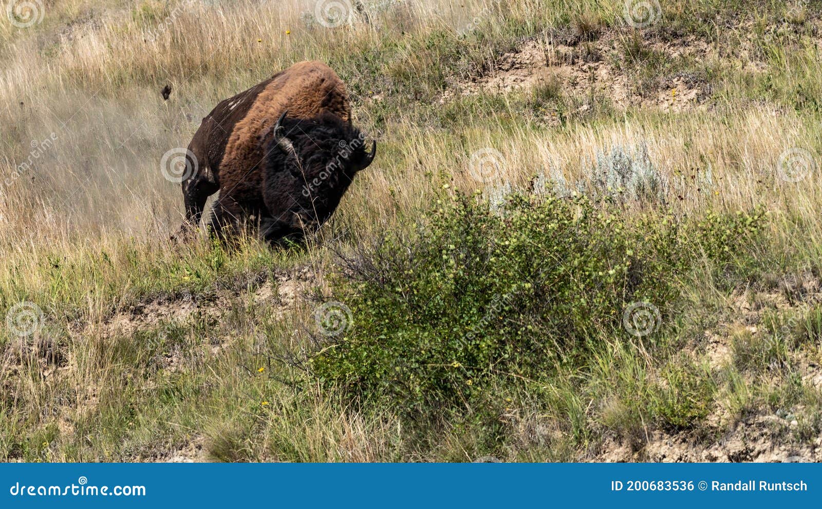 Running Bison Bull stock photo. Image of bull, clod - 200683536