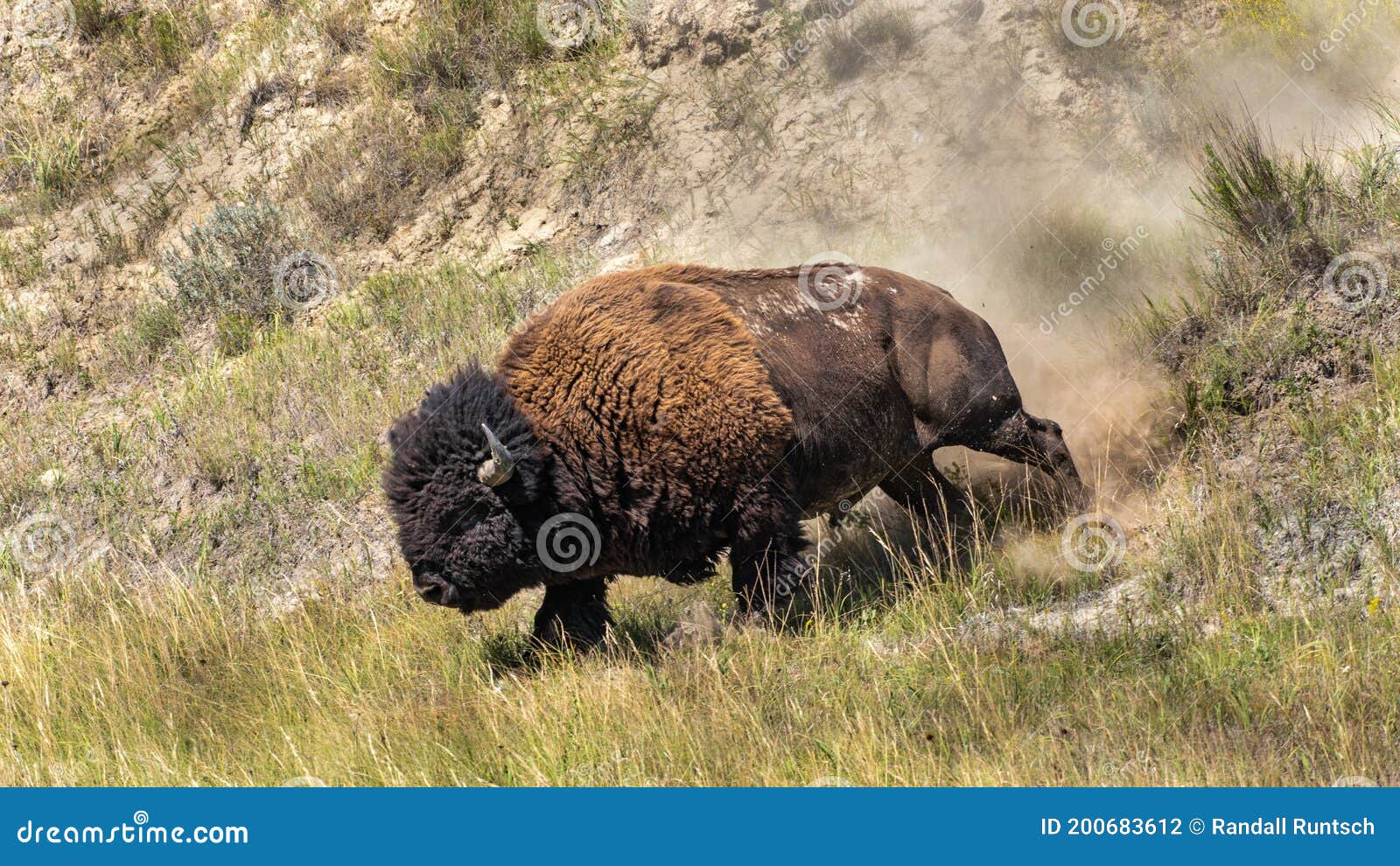 Running Bison Bull stock photo. Image of american, roosevelt - 200683612