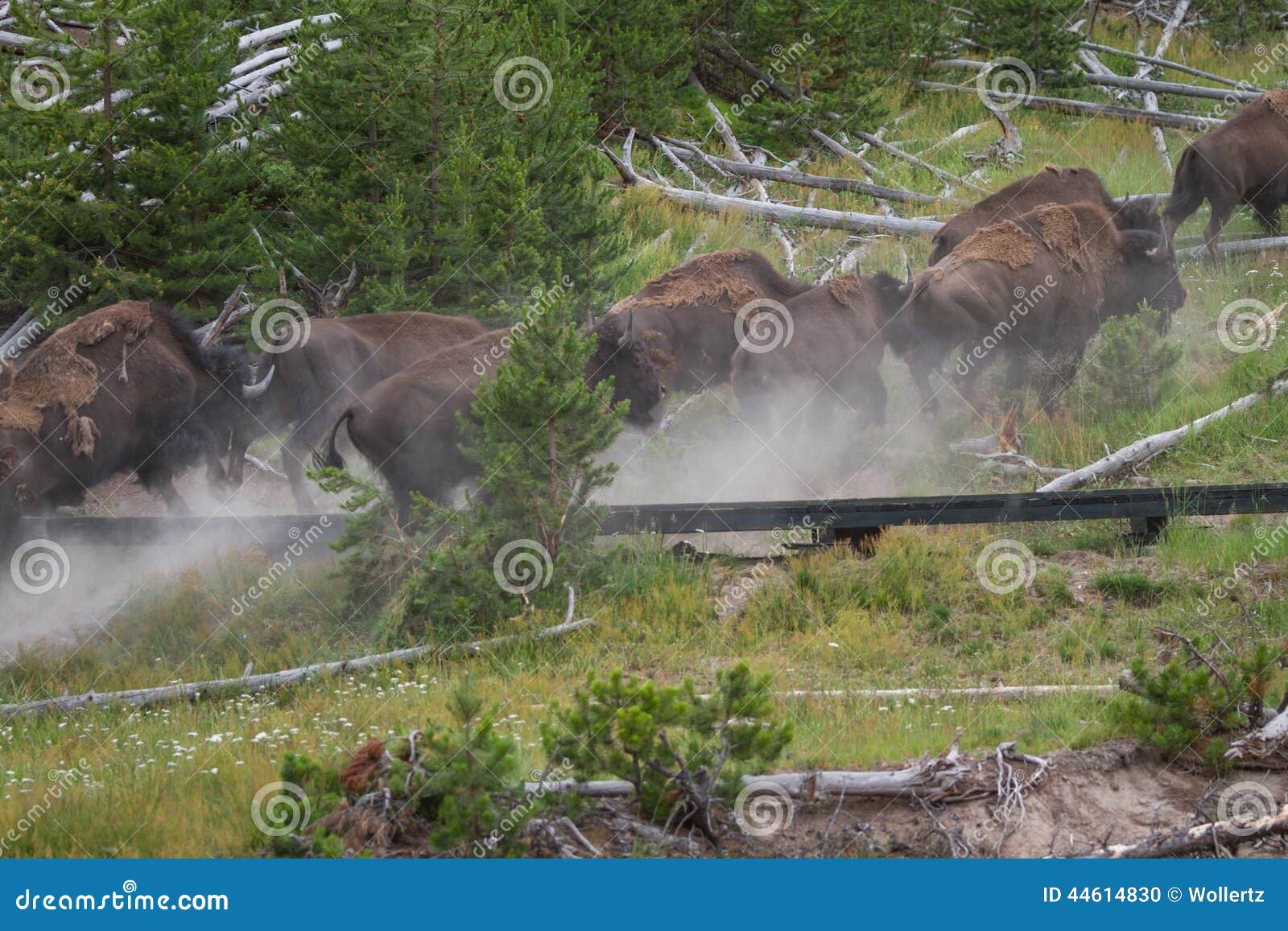 Running bison heard stock photo. Image of heard, mammal - 44614830