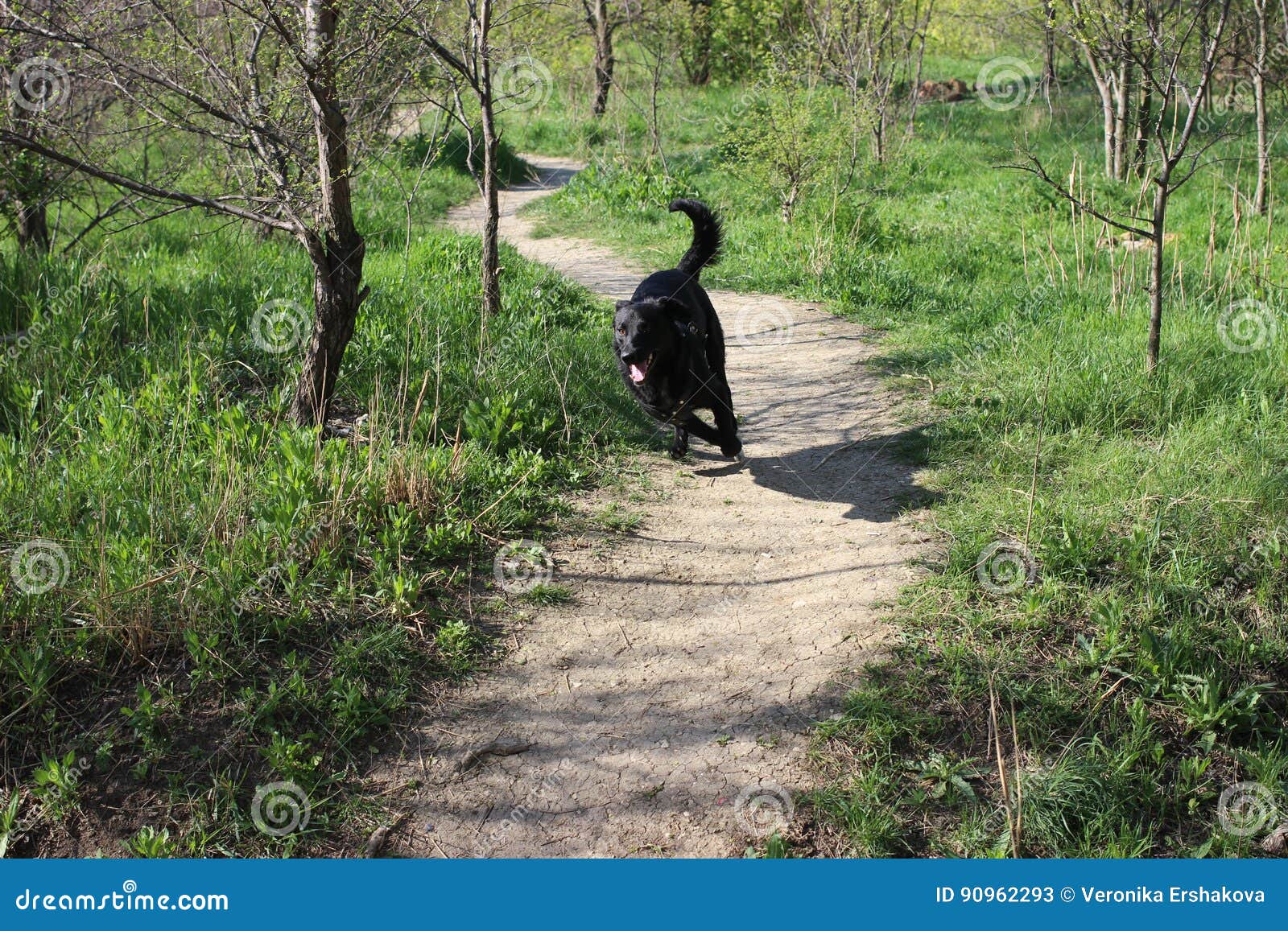 Running Black Dog Along the Path Stock Image - Image of happy, outdoor ...