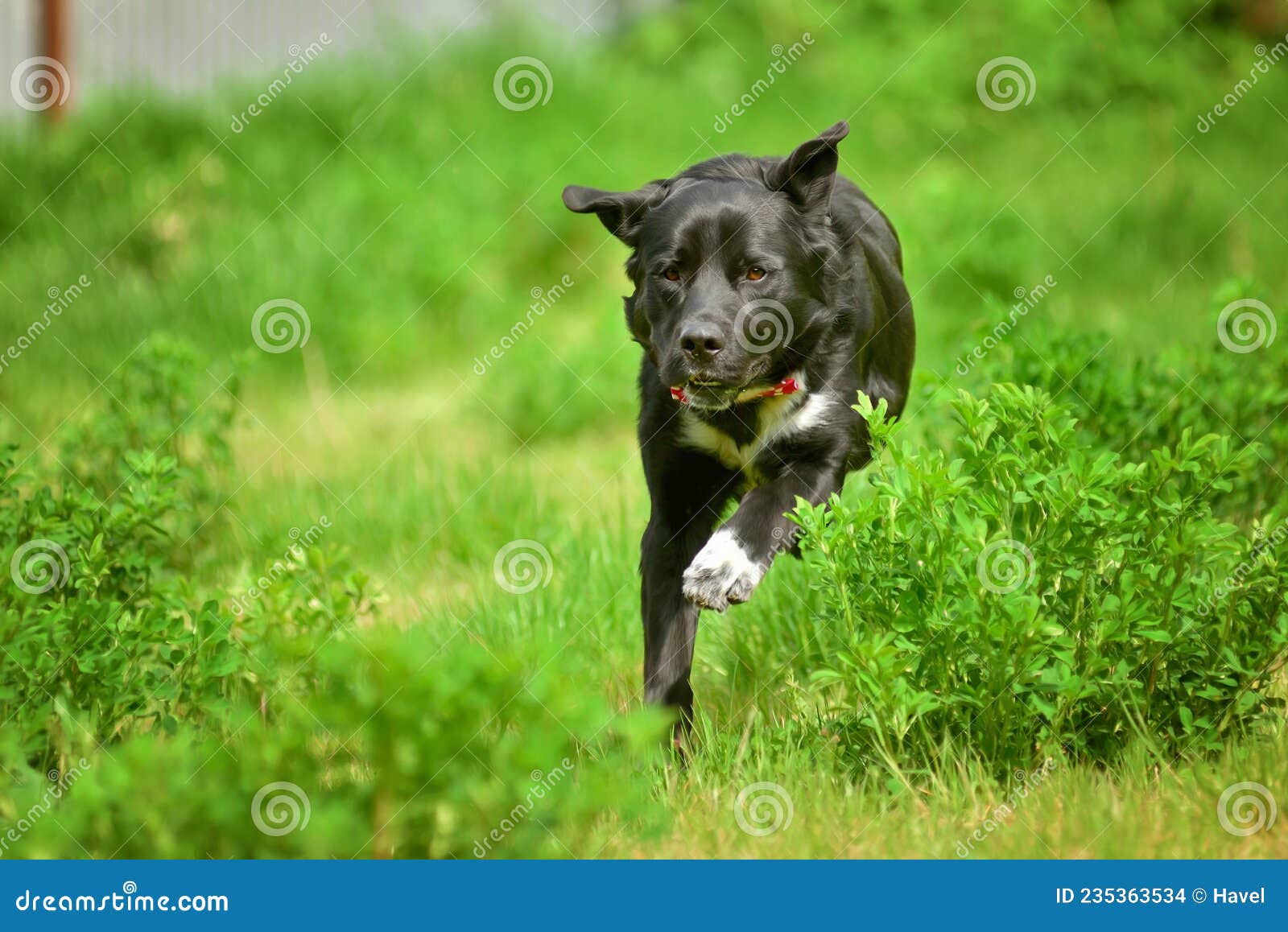 Running Black Dog in Summer Stock Photo - Image of outdoors, jump ...