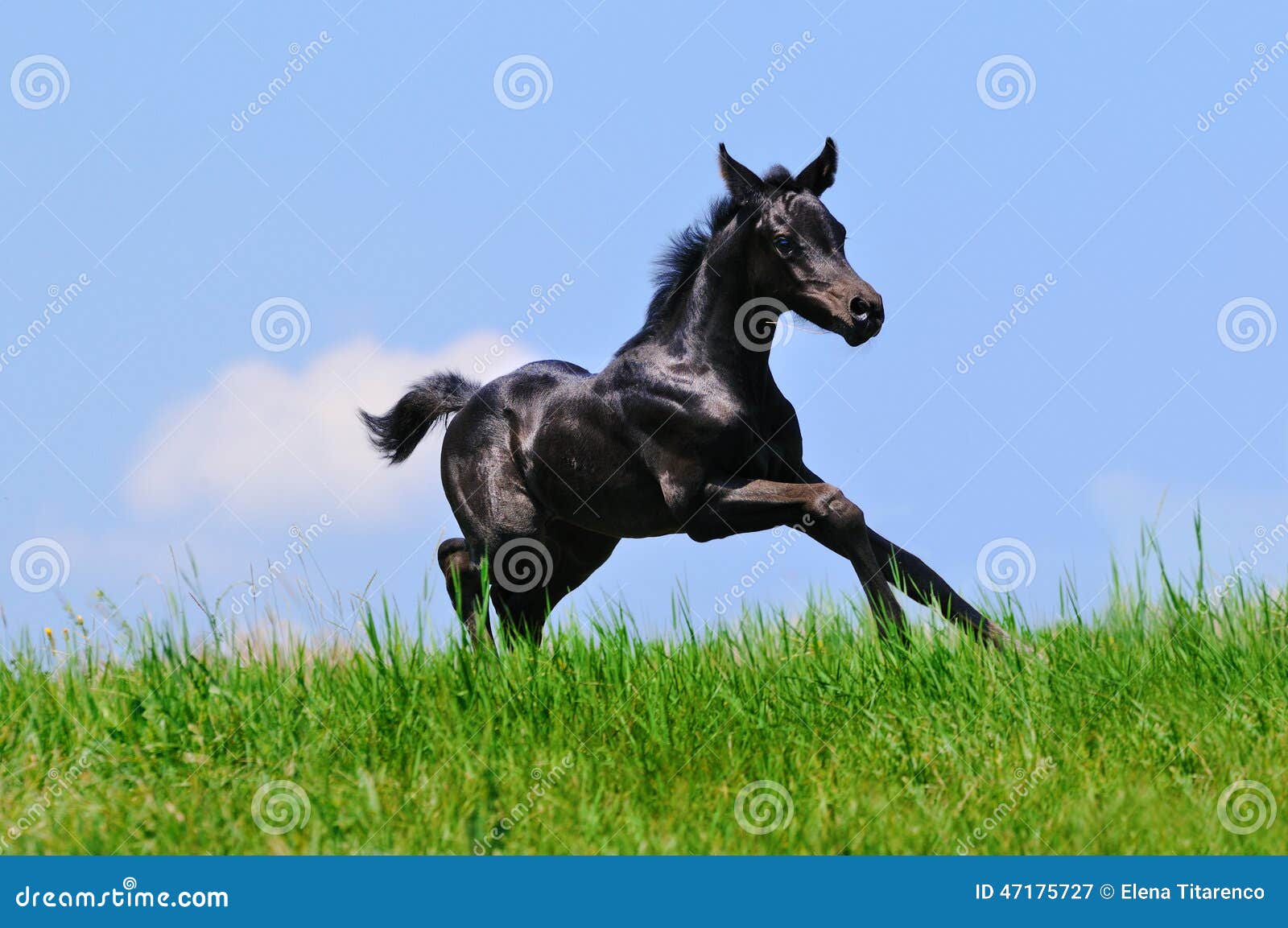 Running Black Foal in Summer Field Stock Image - Image of outside ...