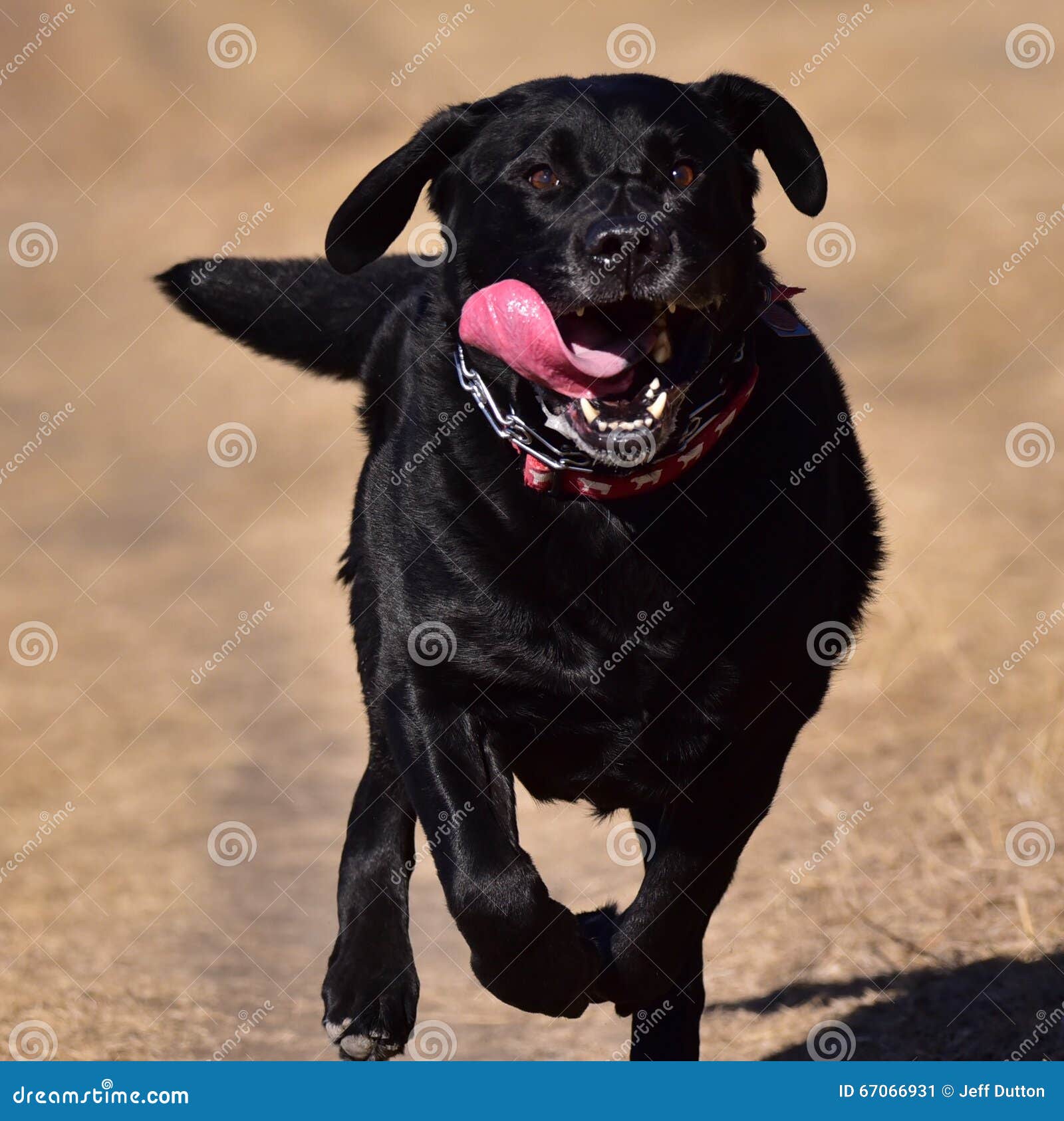 Running Black Labrador stock image. Image of labrador - 67066931