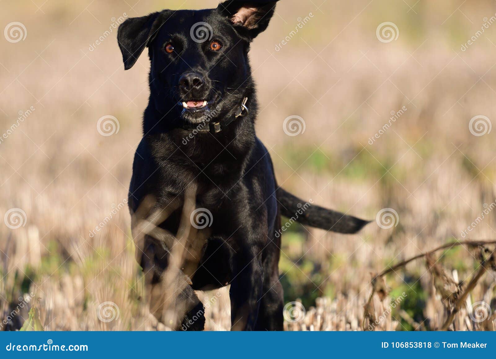 Running black labrador stock photo. Image of purebred - 106853818
