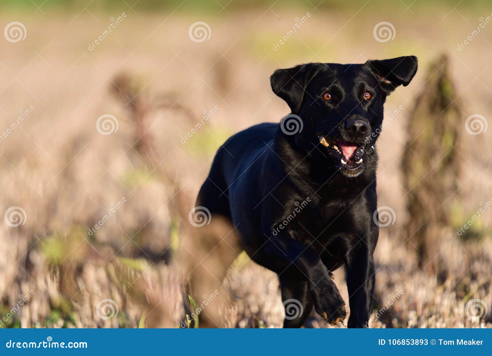 Running black Labrador stock image. Image of labradors - 106853893