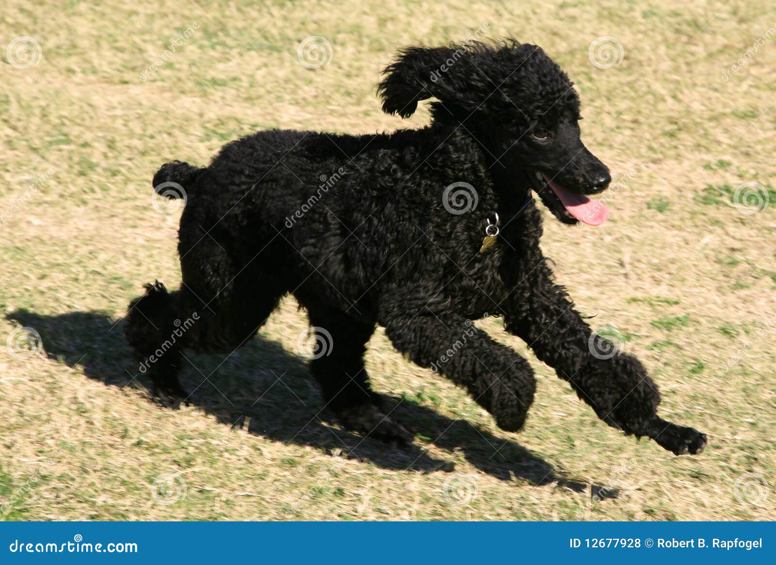 Running black puppy dog stock photo. Image of fluffy - 12677928