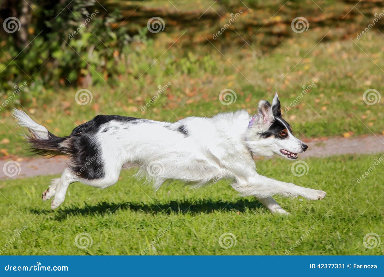 Running border collie stock image. Image of life, alert - 42377331