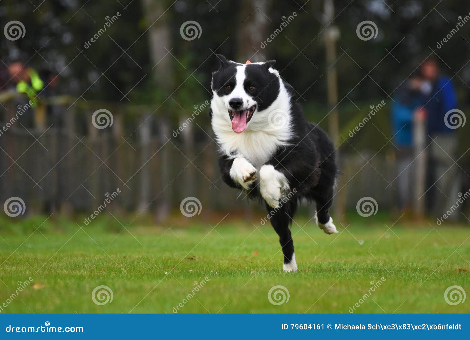 Running Border Collie stock image. Image of breed, collie - 79604161