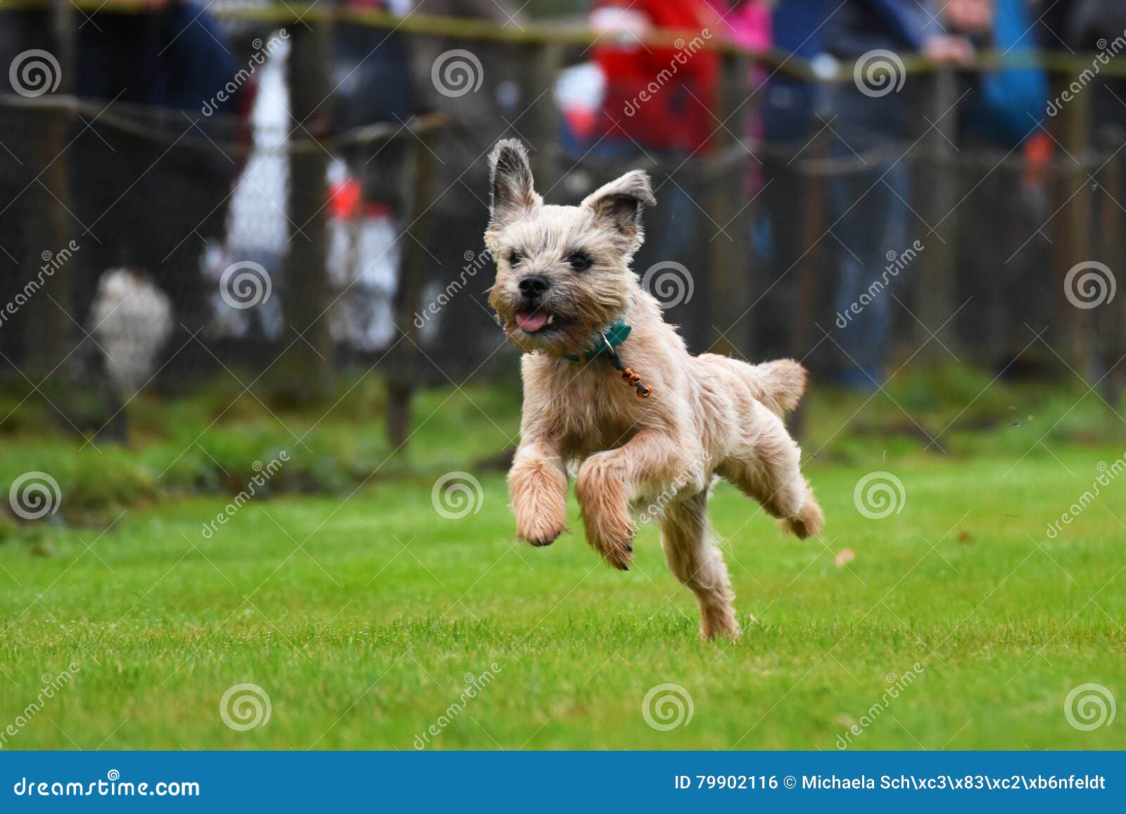 Running Border Terrier stock photo. Image of racetrack - 79902116