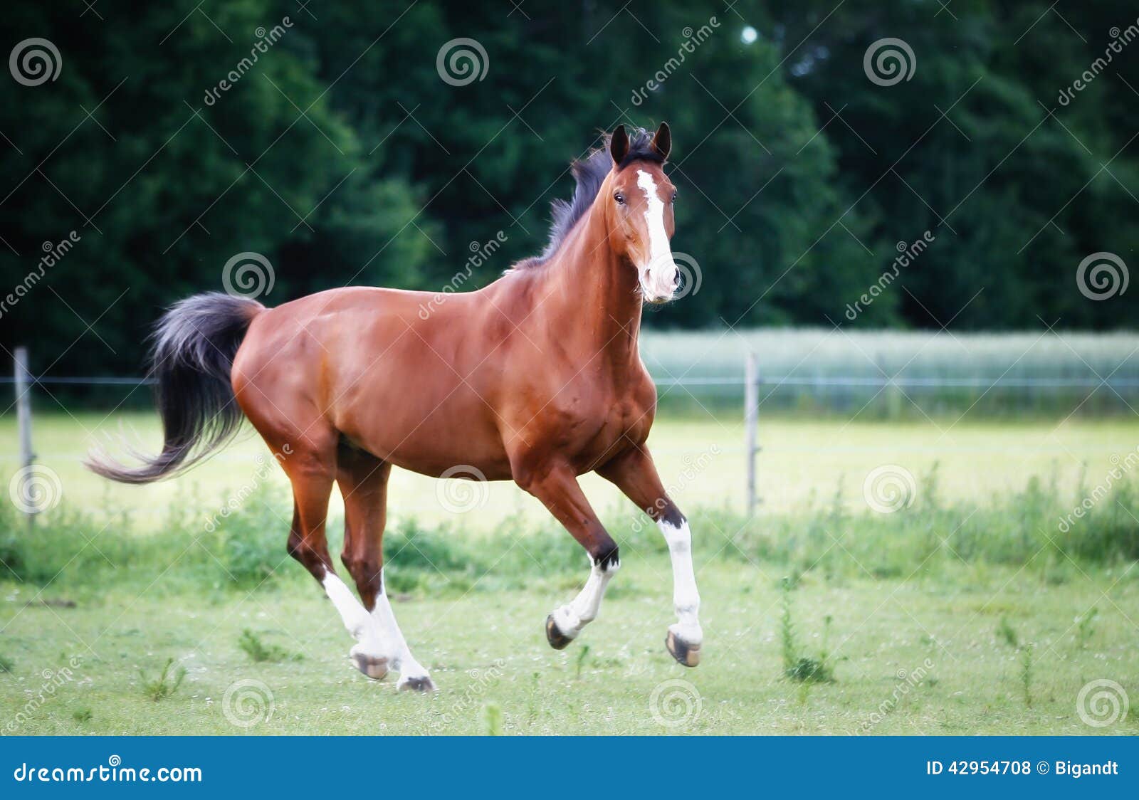 Running brown horse stock photo. Image of female, animal - 42954708