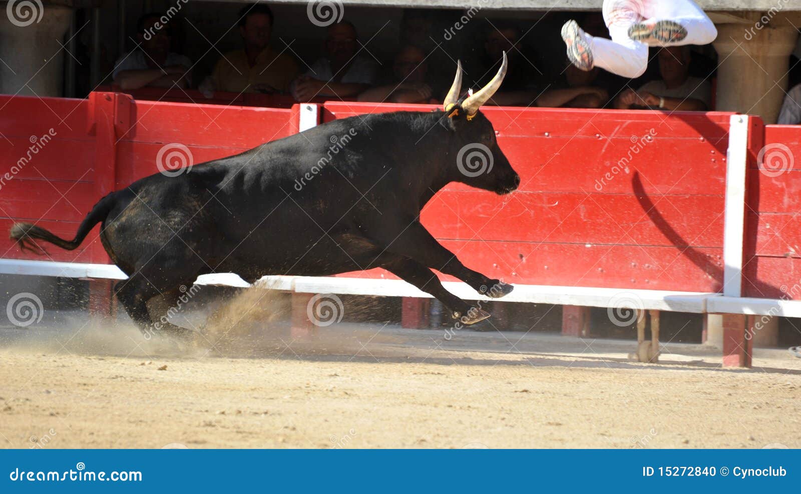 Running bull stock photo. Image of matador, activity - 15272840