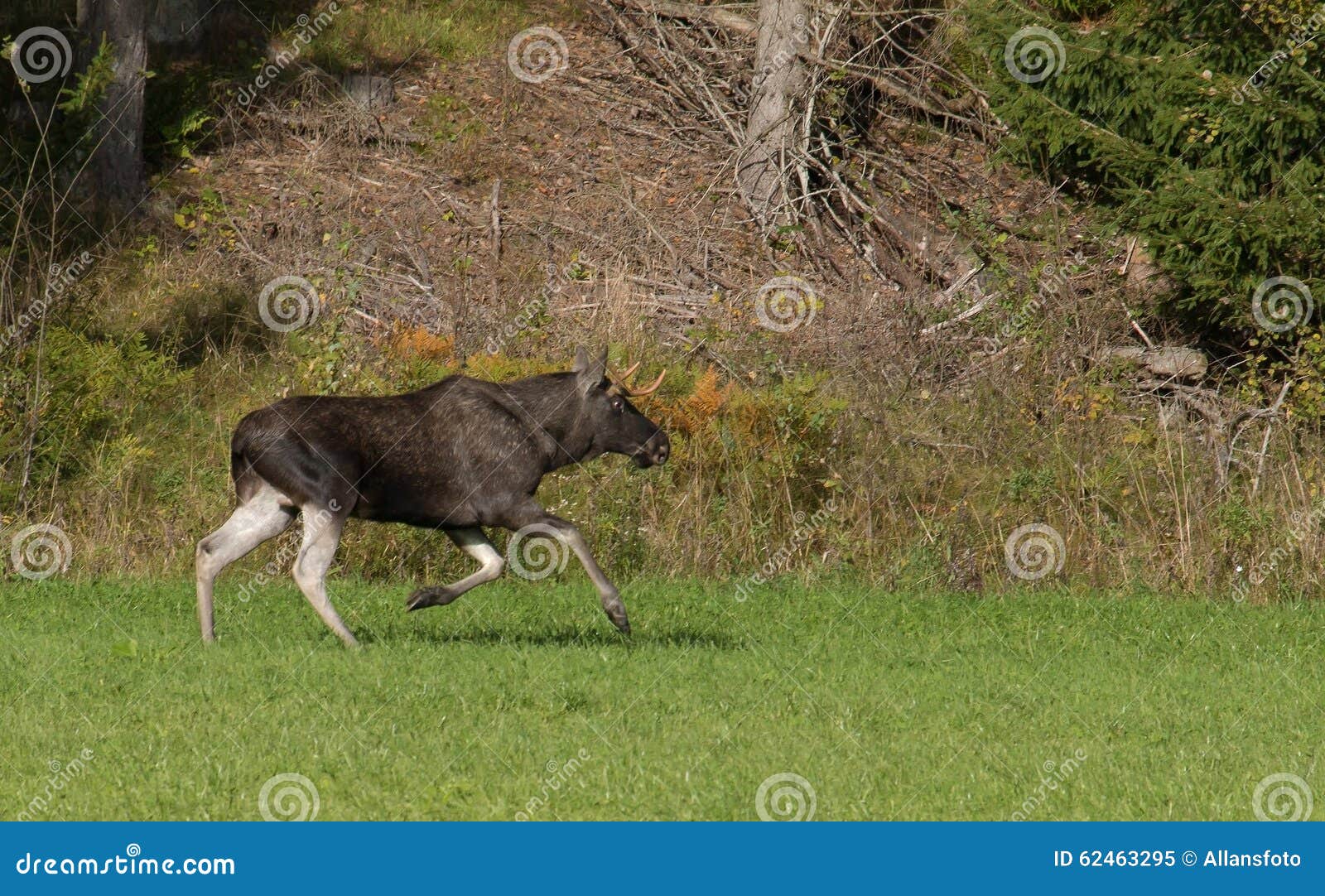 Running bull elk stock image. Image of country, outside - 62463295