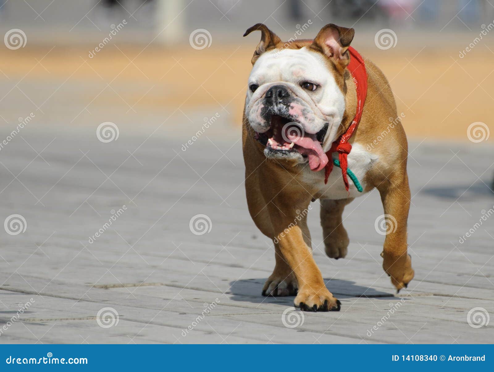 Running bulldog stock photo. Image of black, tongue, hound - 14108340