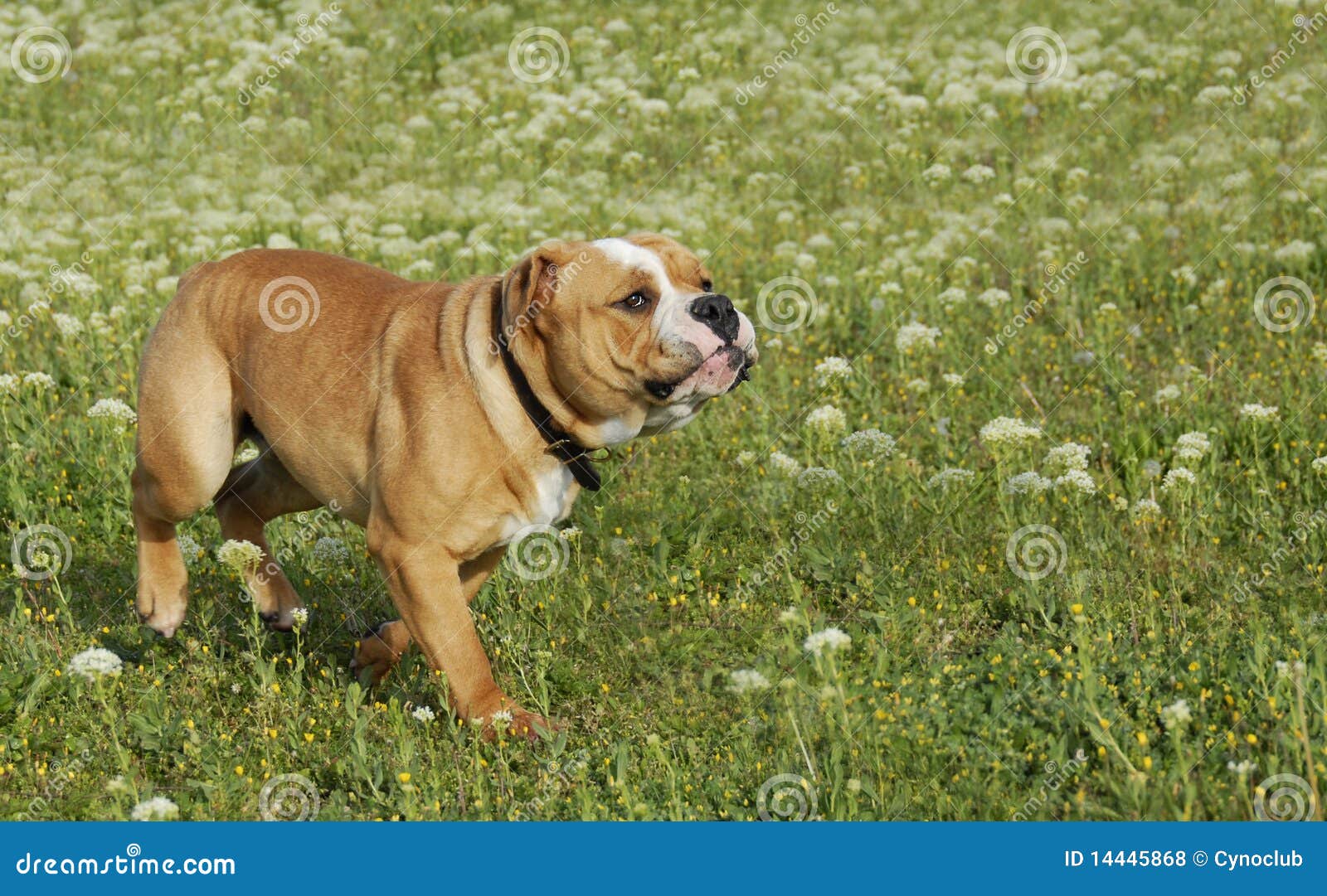 Running bulldog stock photo. Image of guard, outdoors - 14445868