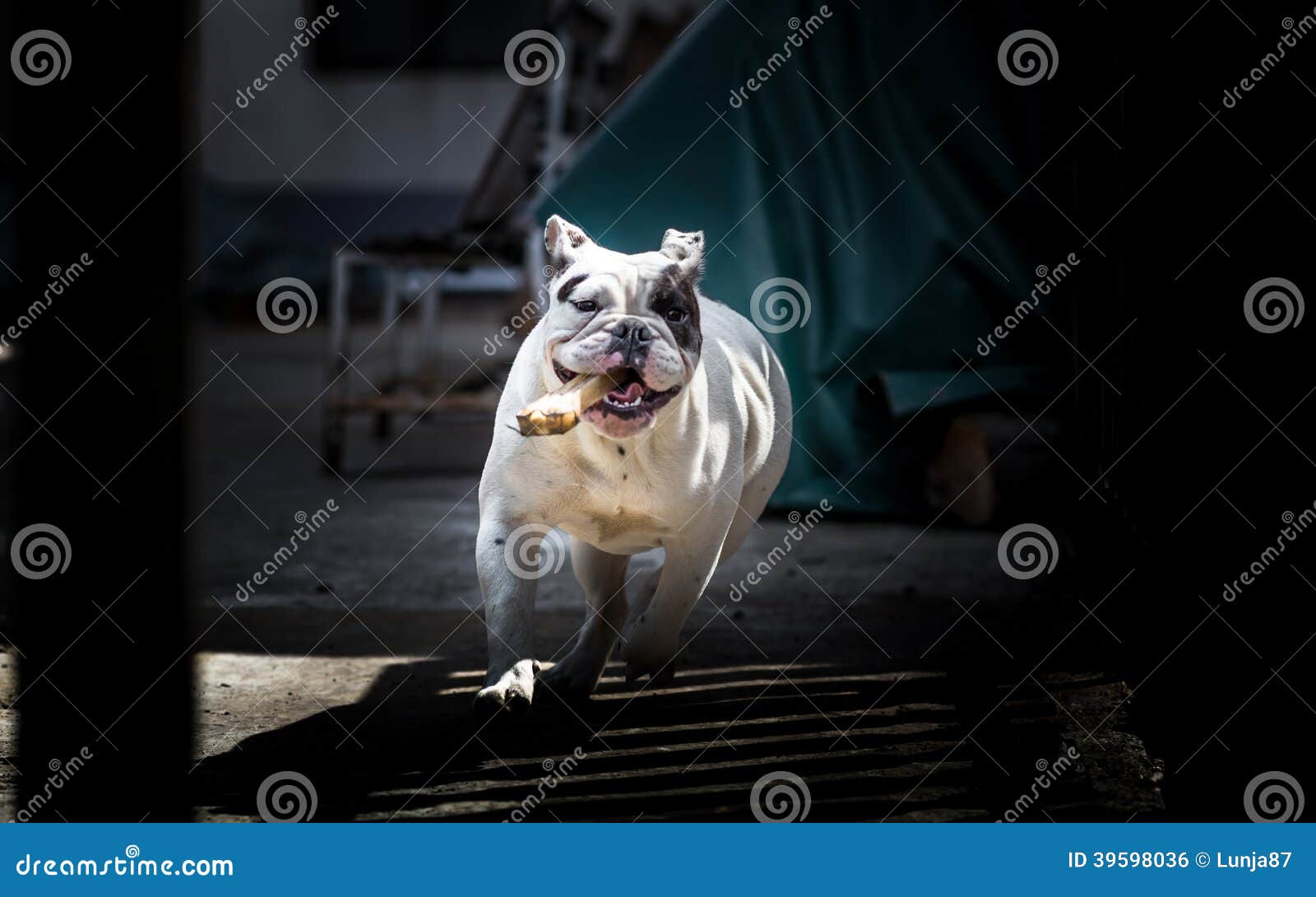Running bulldog stock photo. Image of pedigree, speed - 39598036