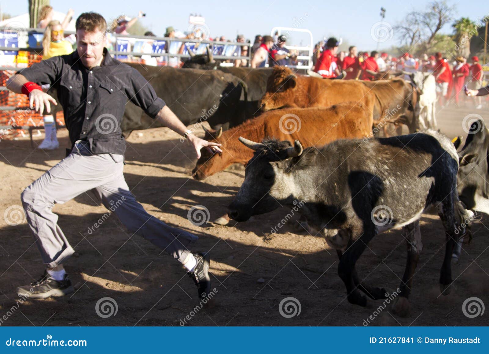 Running of the Bulls in America in Arizona Editorial Photo - Image of ...