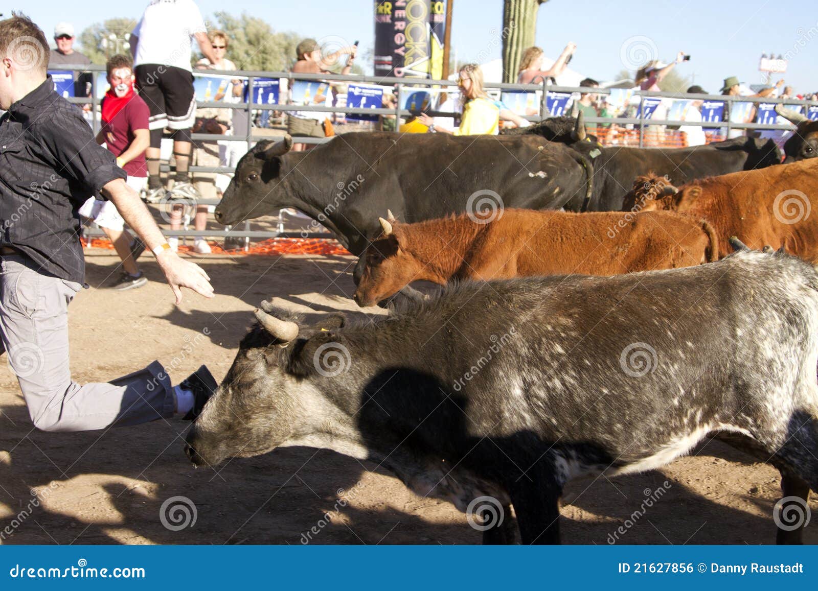 Running of the Bulls in America in Arizona Editorial Photo - Image of ...