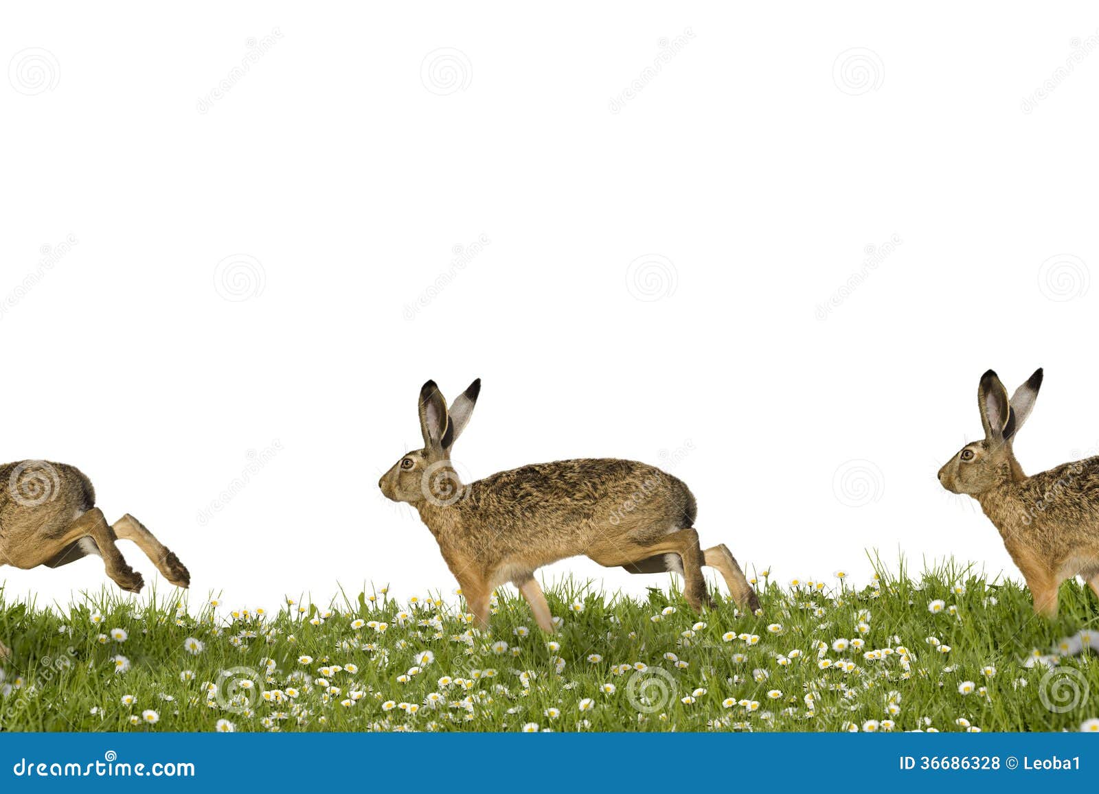 Running bunny stock photo. Image of display, isolated - 36686328