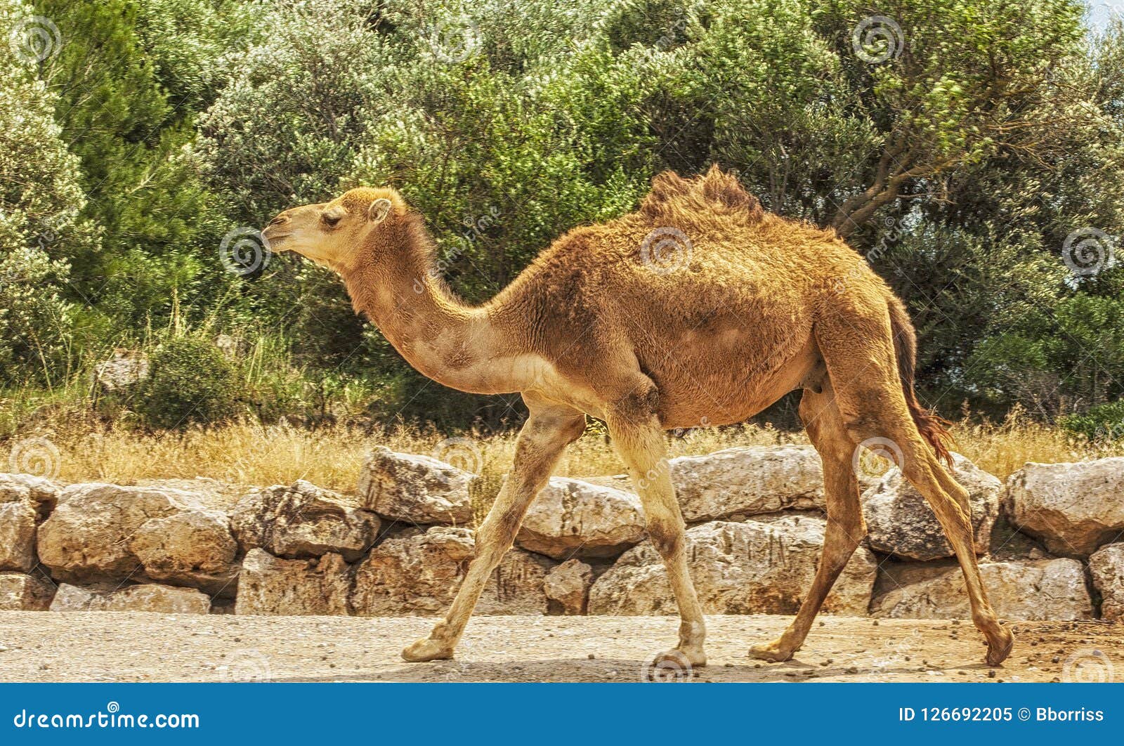 Running Camel on a Background of Green Bushes in the Summer. Stock ...