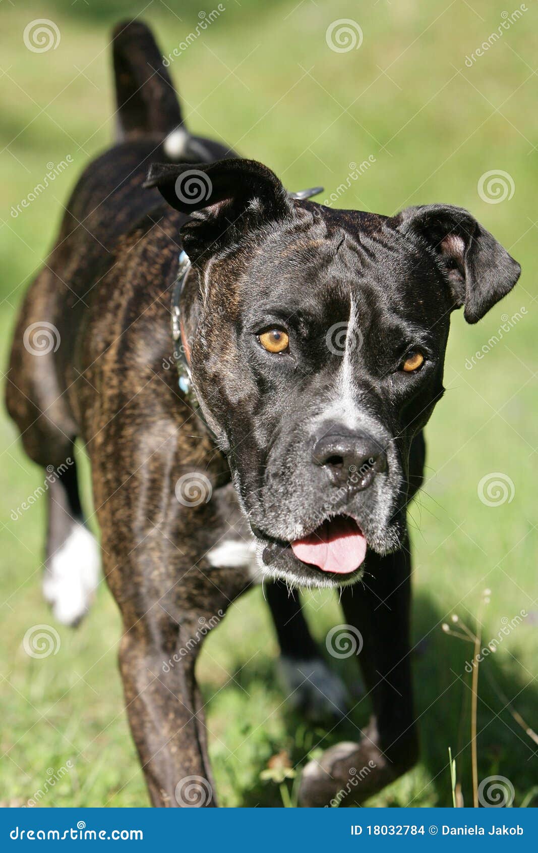 Running Cane Corso Dog Picture. Image: 18032784