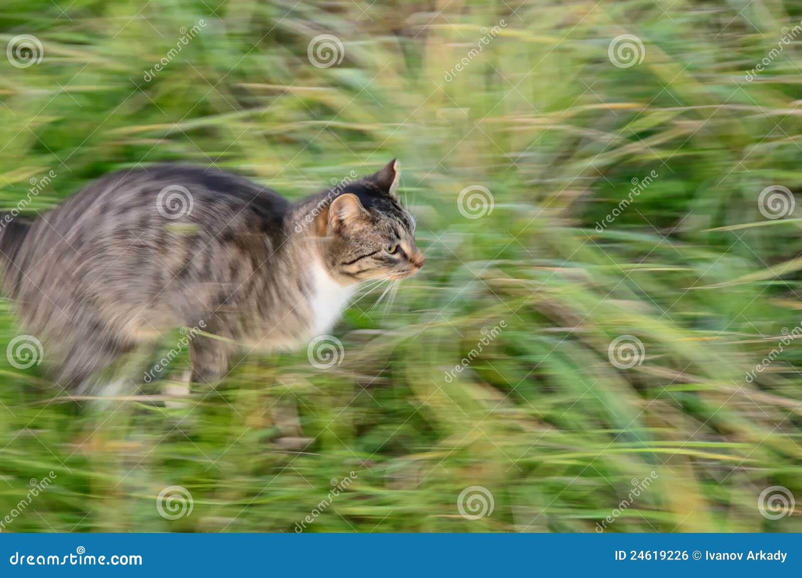 Running cat stock photo. Image of shot, pets, running - 24619226