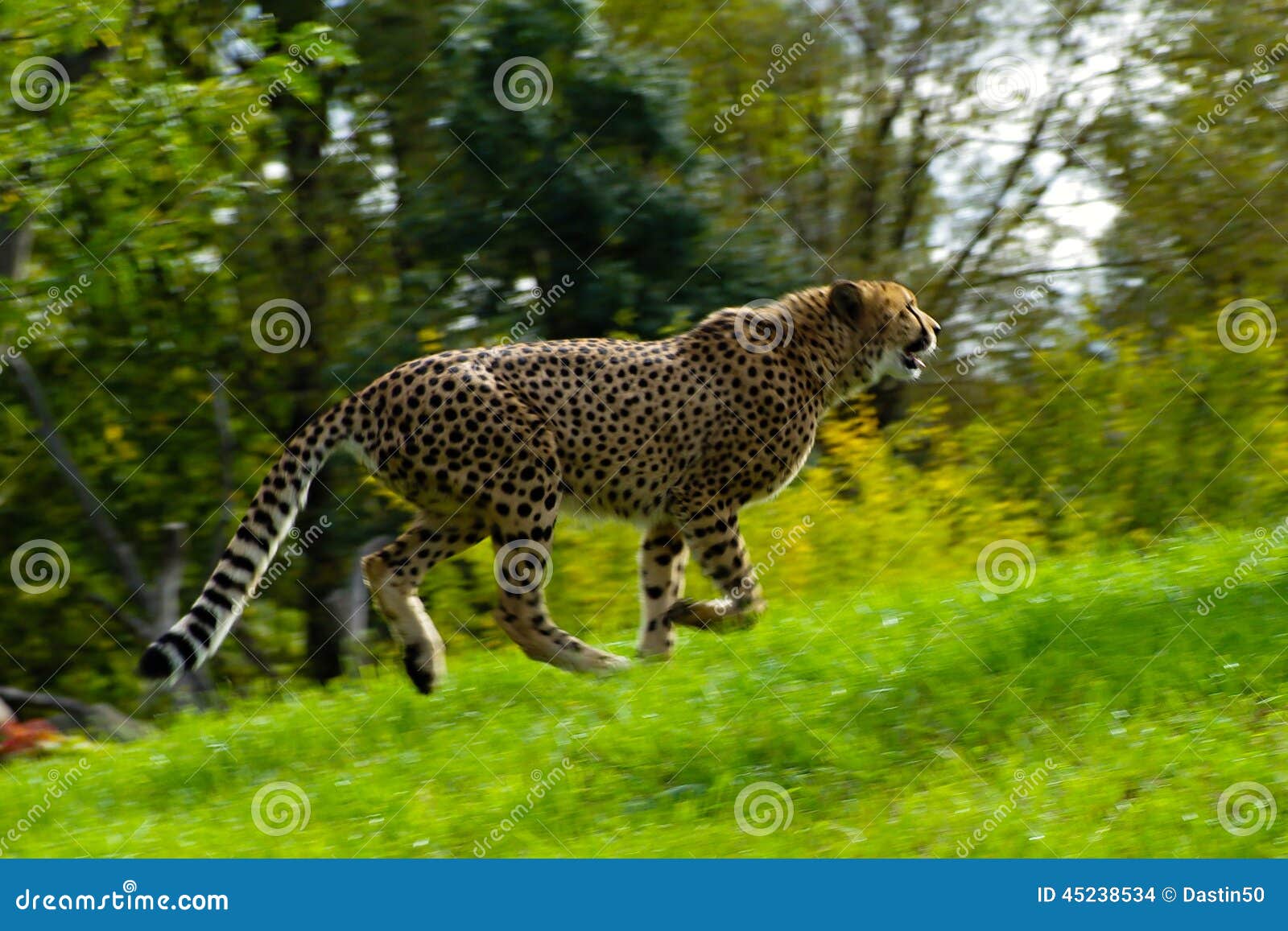 Running Cheetah Silhouette Royalty-Free Stock Photography ...