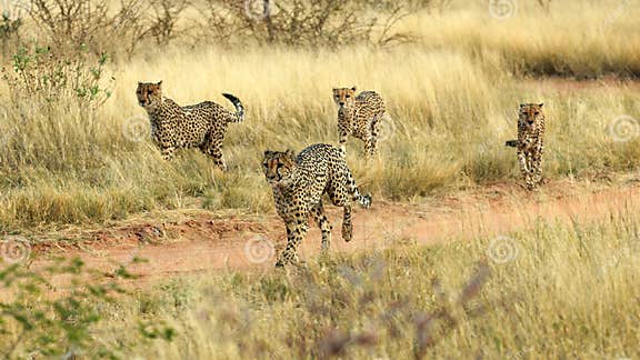 Running cheetahs stock image. Image of feline, danger - 1010401