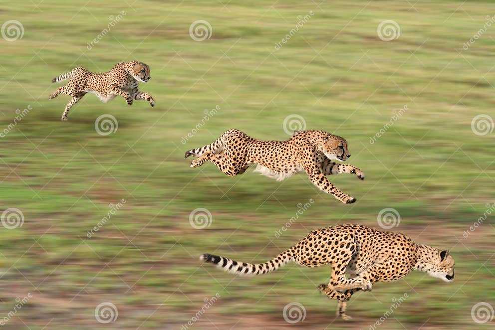 Running Cheetahs stock image. Image of variety, cheetahs - 10973907