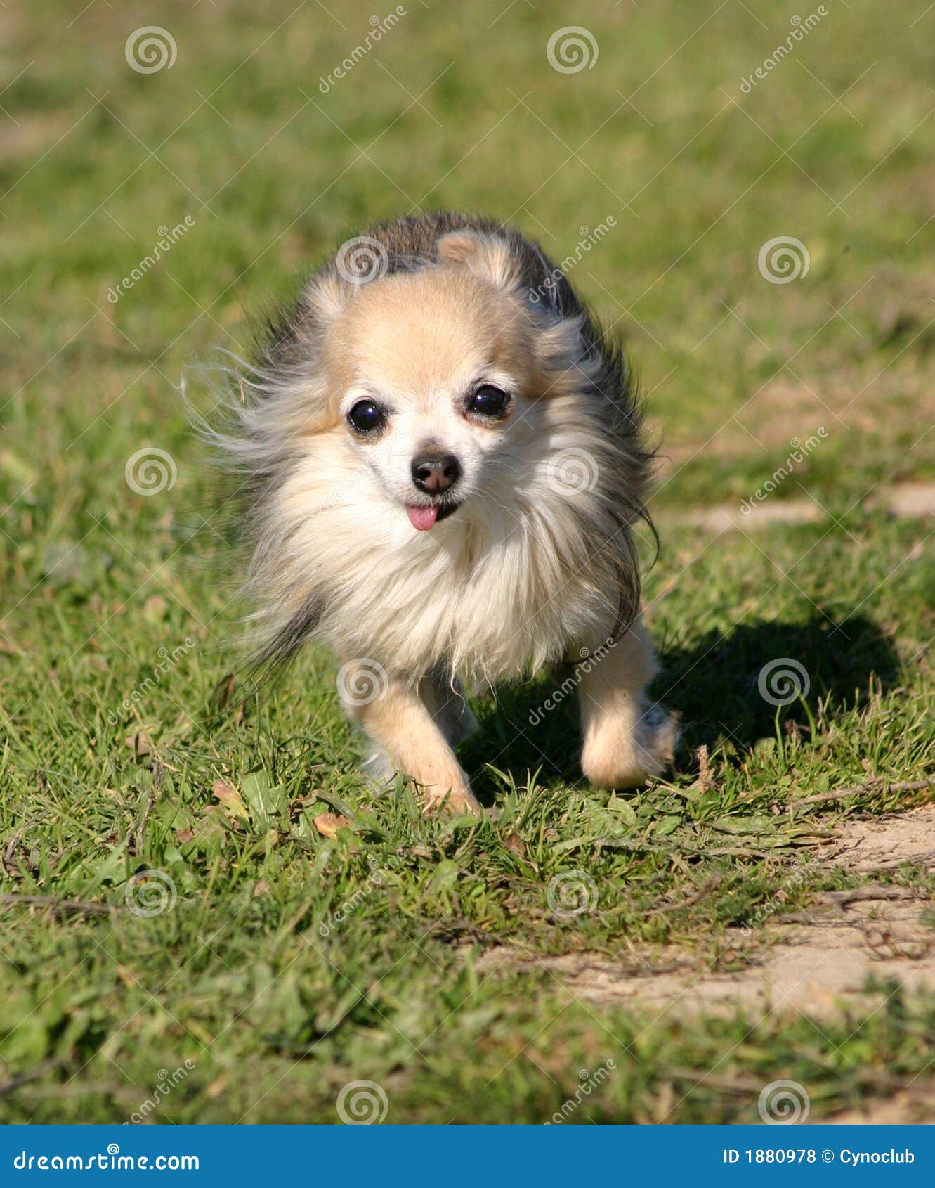 Running chihuahua stock photo. Image of pocket, dogs, cuddly - 1880978